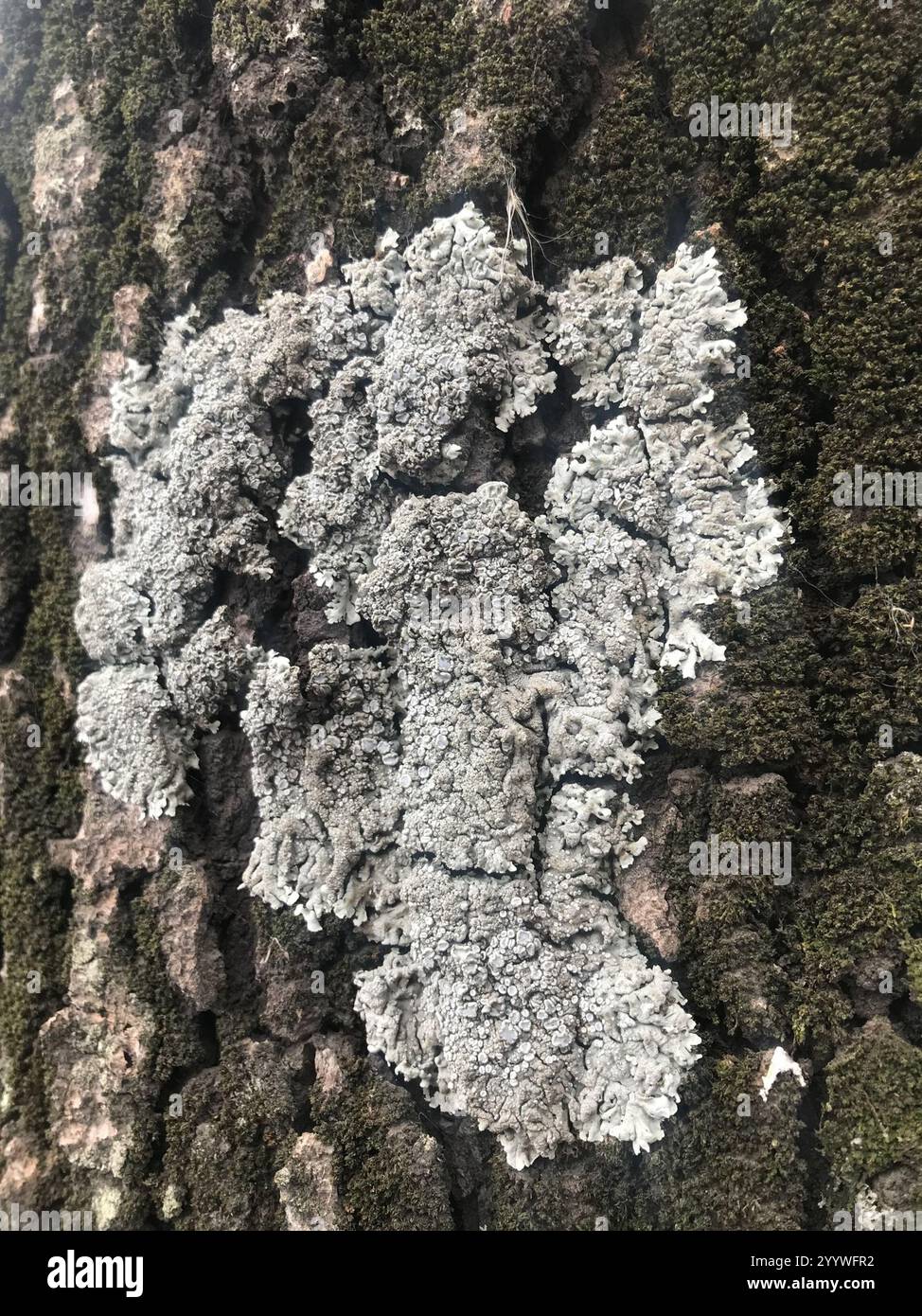 rock shield lichens (Xanthoparmelia Stock Photo - Alamy