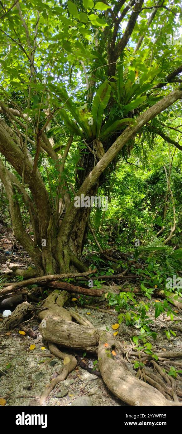 Kerosene Tree (Cordia subcordata Stock Photo - Alamy