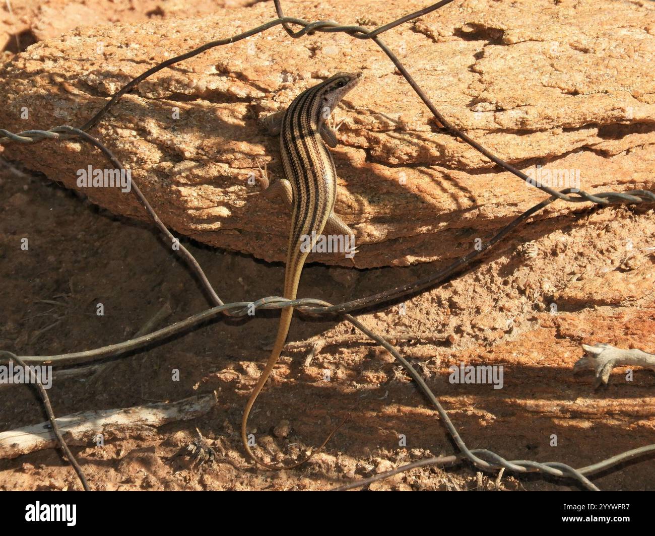 Western Rock Skink (Trachylepis sulcata Stock Photo - Alamy