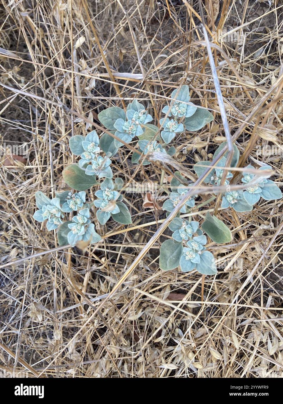 turkey mullein (Croton setiger Stock Photo - Alamy