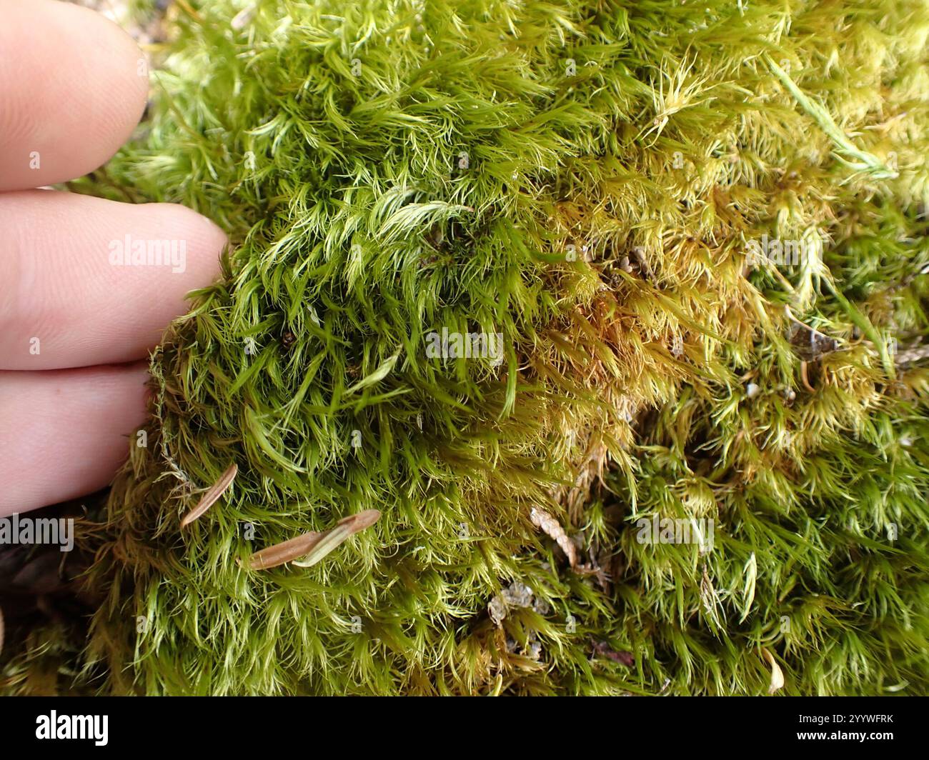 Howell's Dicranum Moss (Dicranum howellii Stock Photo - Alamy