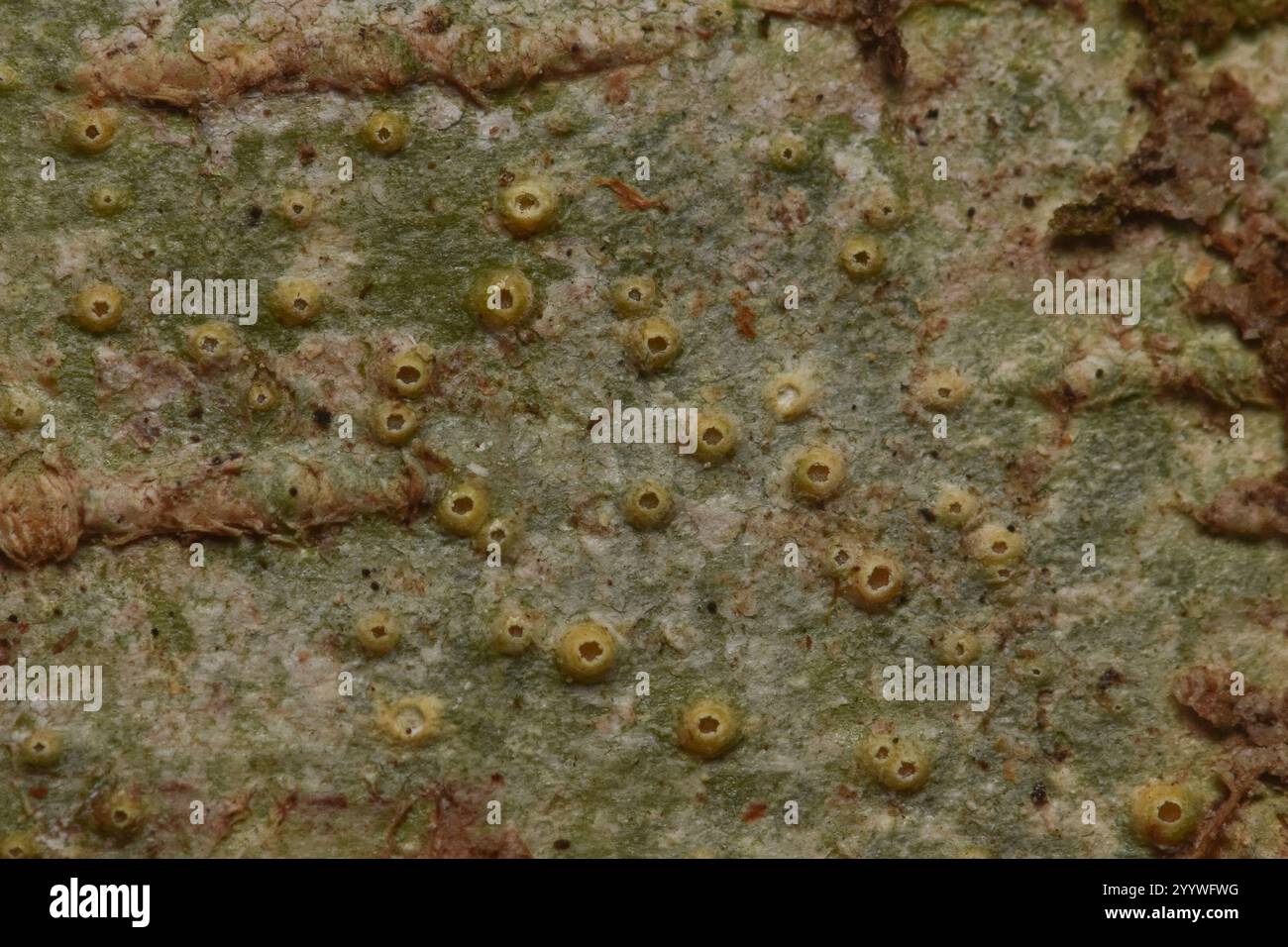 barnacle lichens (Thelotrema Stock Photo - Alamy