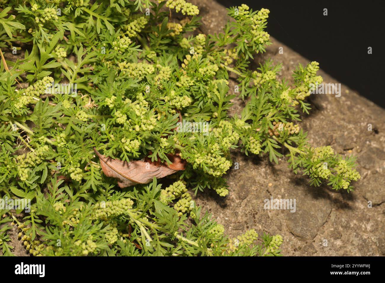 Lesser swine-cress (Lepidium didymum Stock Photo - Alamy