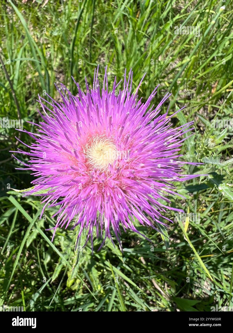Flodman's thistle (Cirsium flodmanii Stock Photo - Alamy