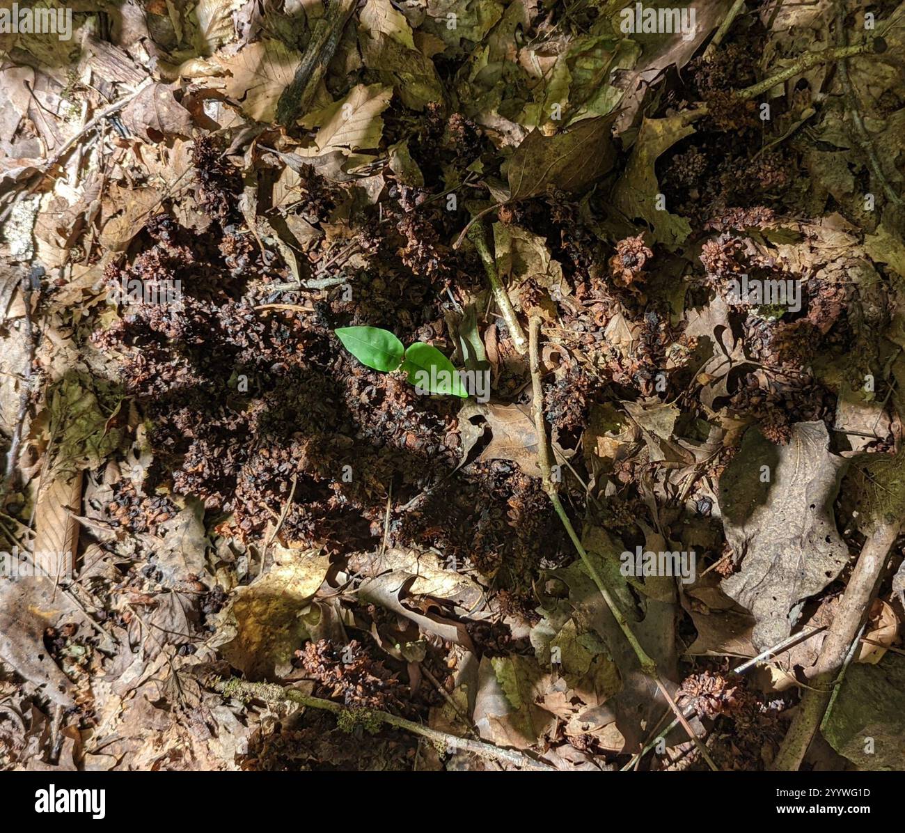 American cancer-root (Conopholis americana Stock Photo - Alamy