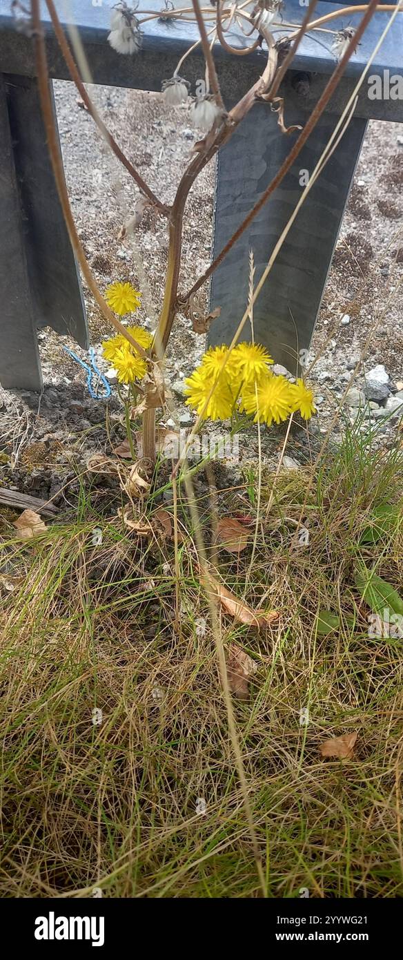 Beaked hawksbeard hi-res stock photography and images - Alamy