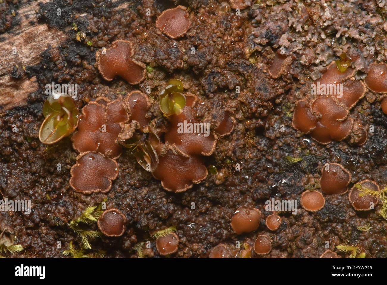 Brown-gray Moss-shingle Lichen (Protopannaria pezizoides Stock Photo ...