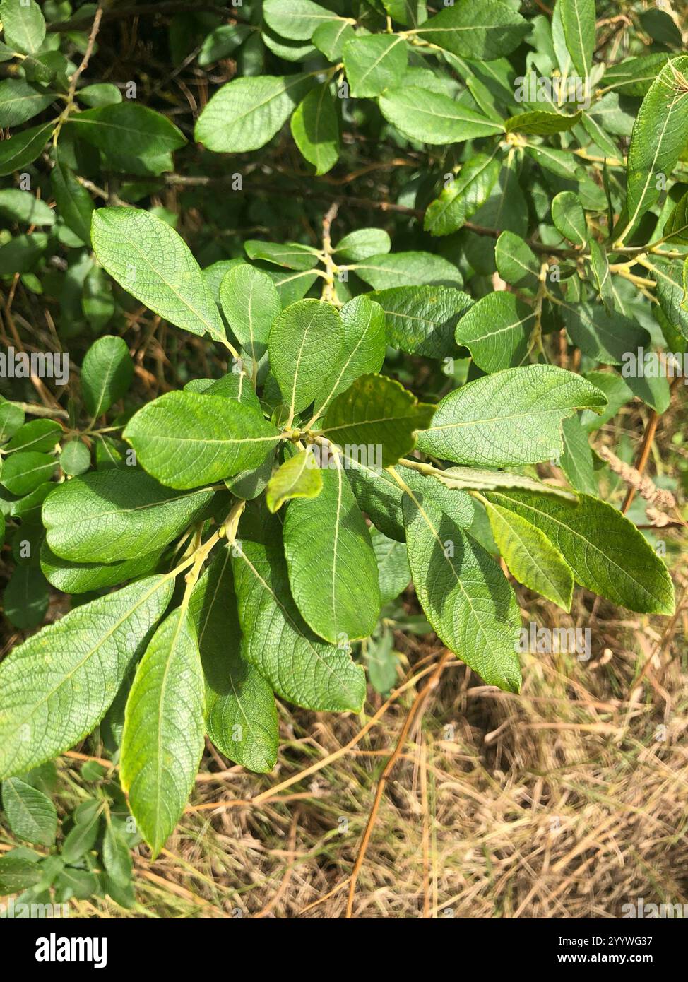 Salix atrocinerea hi-res stock photography and images - Alamy