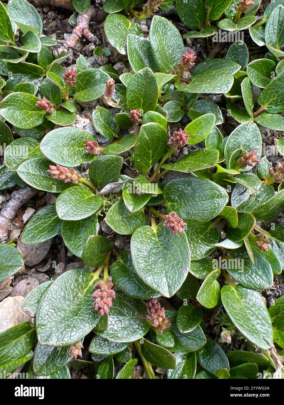 snow willow (Salix nivalis Stock Photo - Alamy