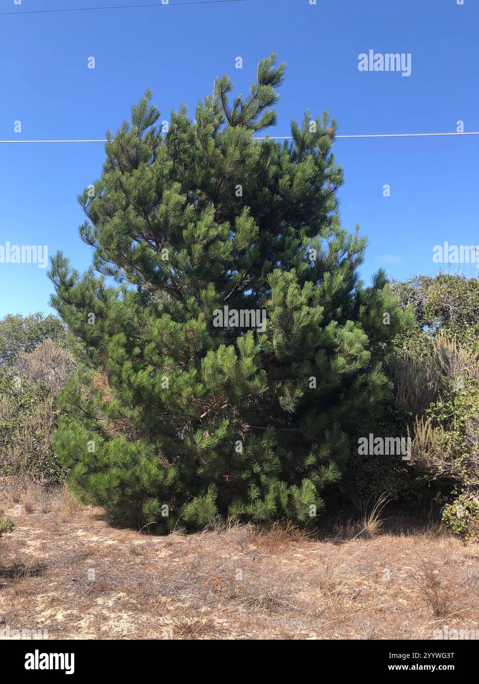 Monterey pine (Pinus radiata Stock Photo - Alamy