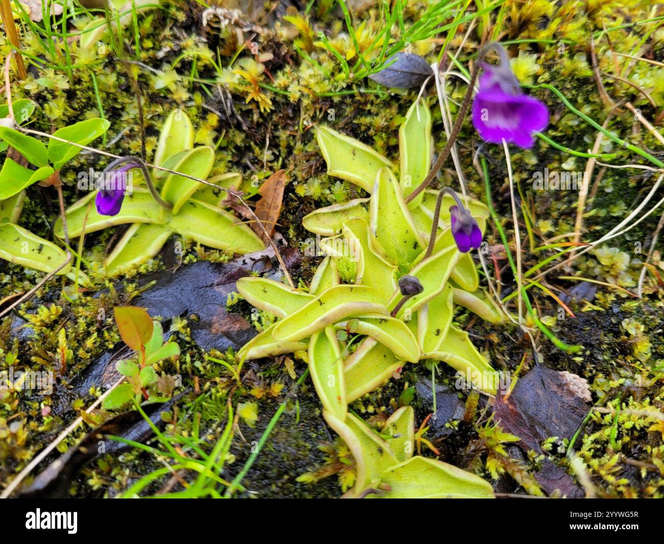 Common Butterwort (Pinguicula vulgaris Stock Photo - Alamy