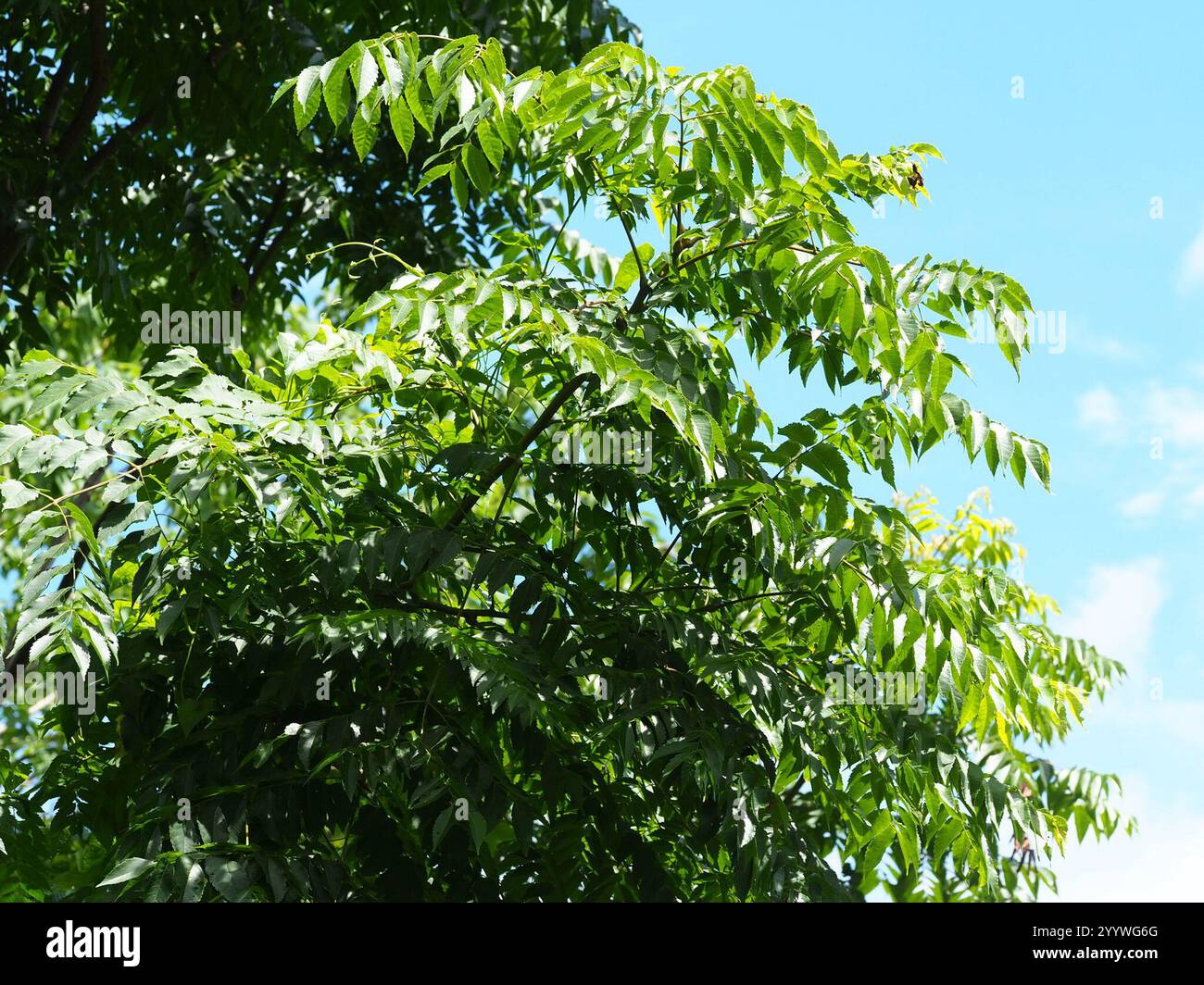 Flamegold Rain Tree (Koelreuteria elegans formosana Stock Photo - Alamy