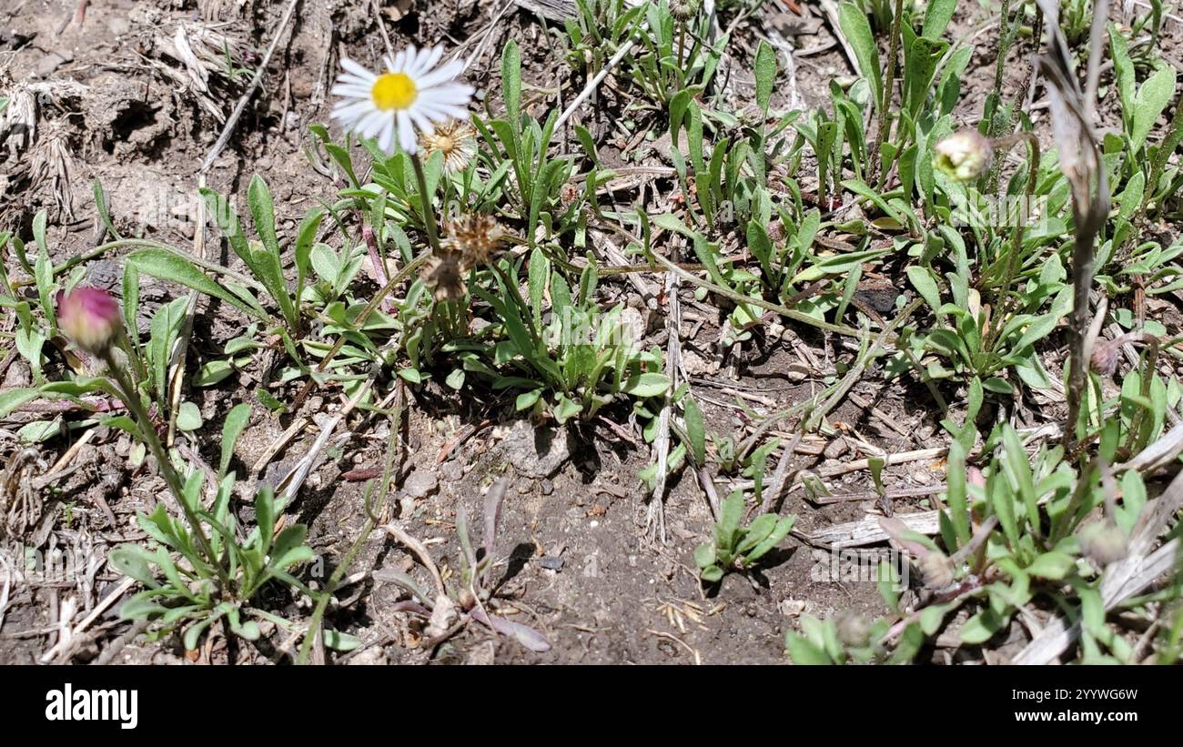 Trailing fleabane hi-res stock photography and images - Alamy