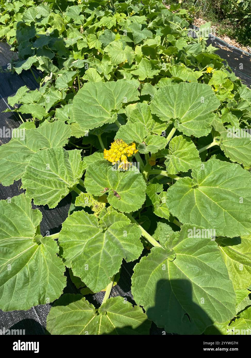 Yellow Unicorn-plant (Ibicella lutea Stock Photo - Alamy