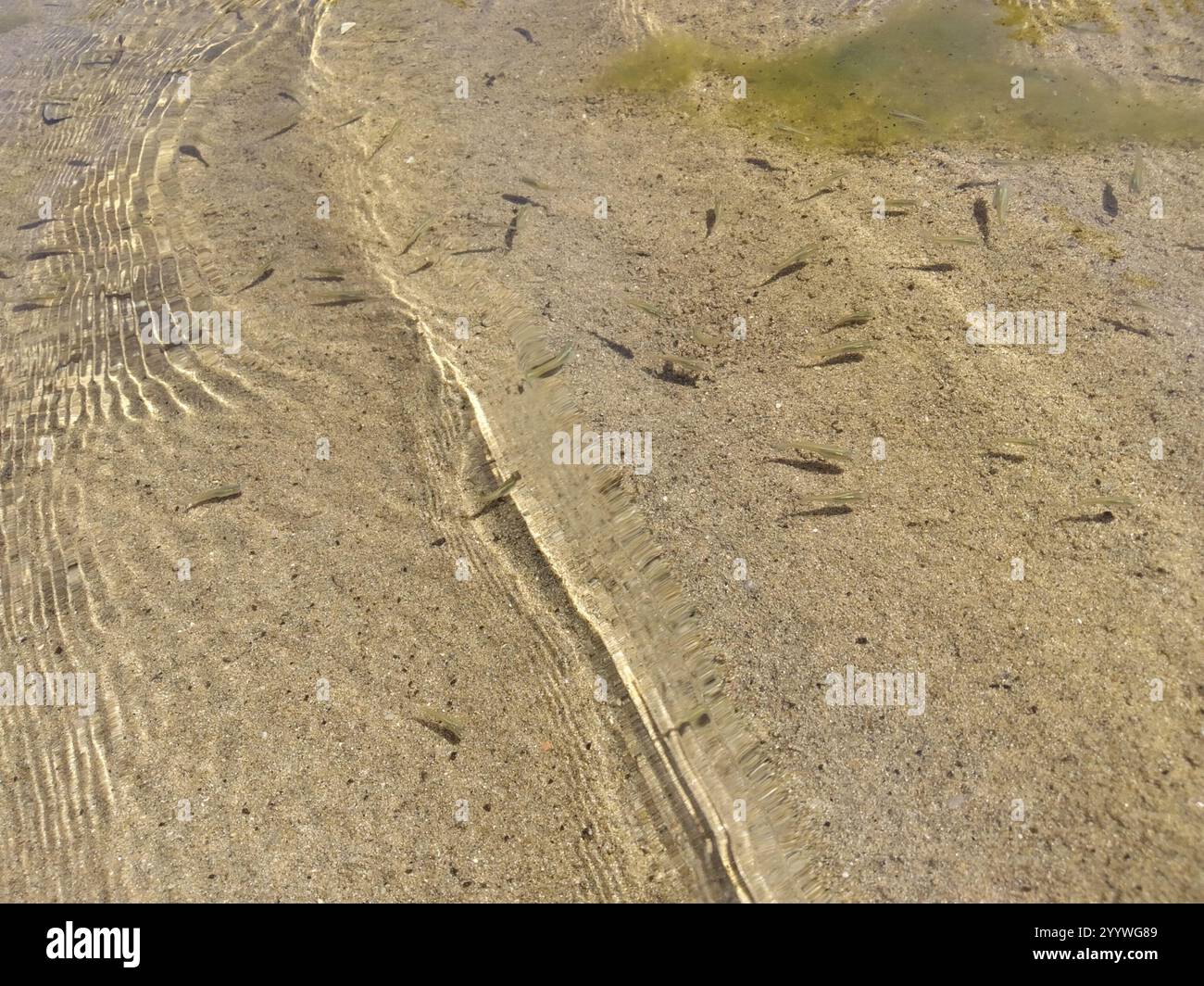Ray-finned Fishes (Actinopterygii Stock Photo - Alamy