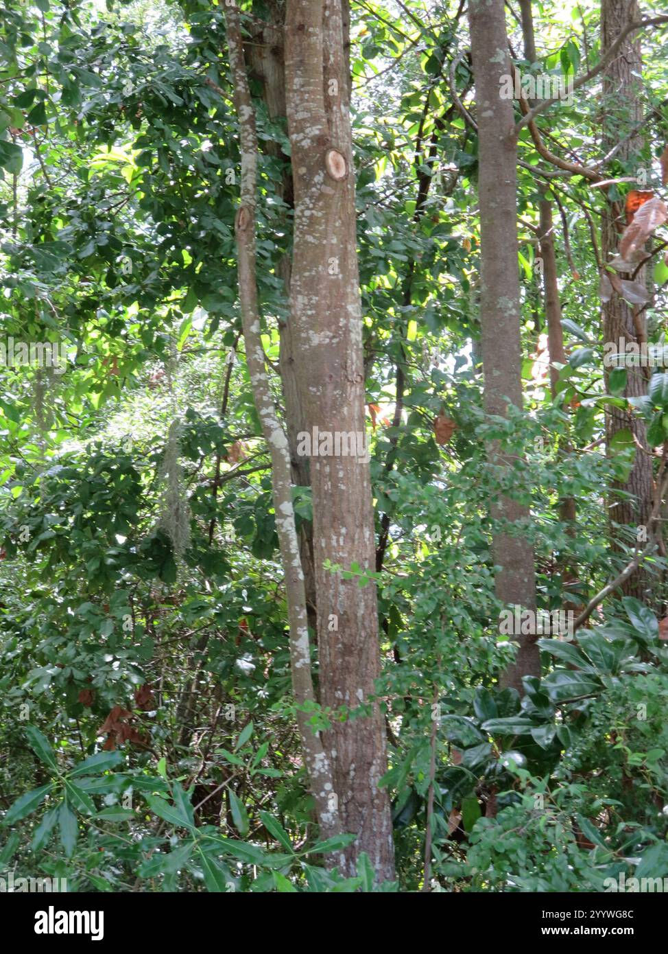 water oak (Quercus nigra Stock Photo - Alamy