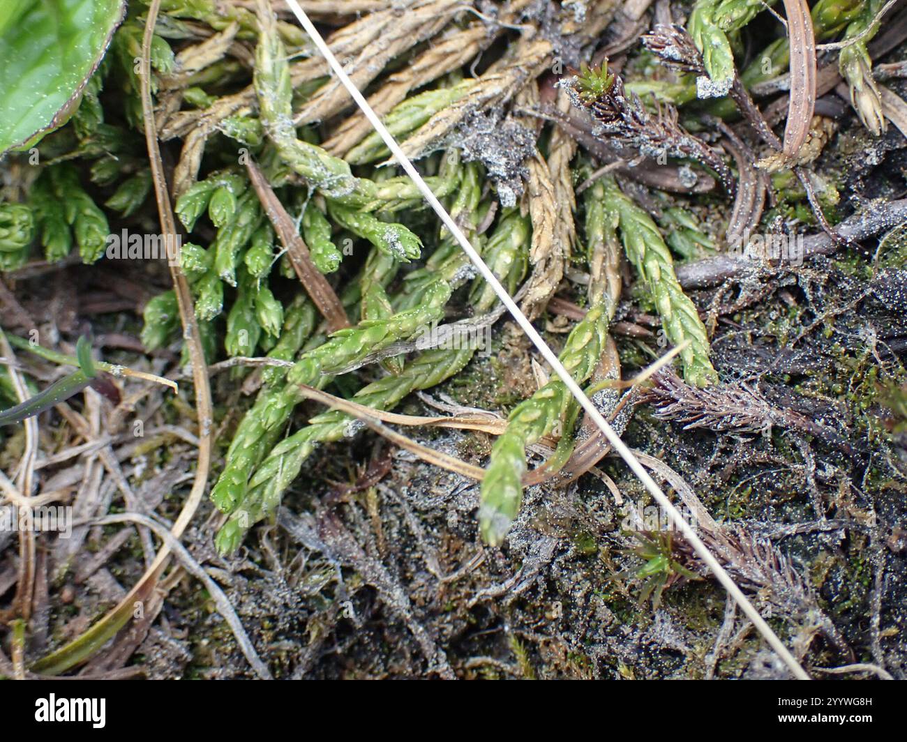 alpine clubmoss (Diphasiastrum alpinum Stock Photo - Alamy