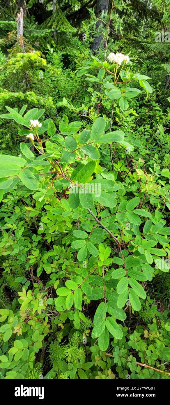 Sitka Mountain-Ash (Sorbus sitchensis Stock Photo - Alamy