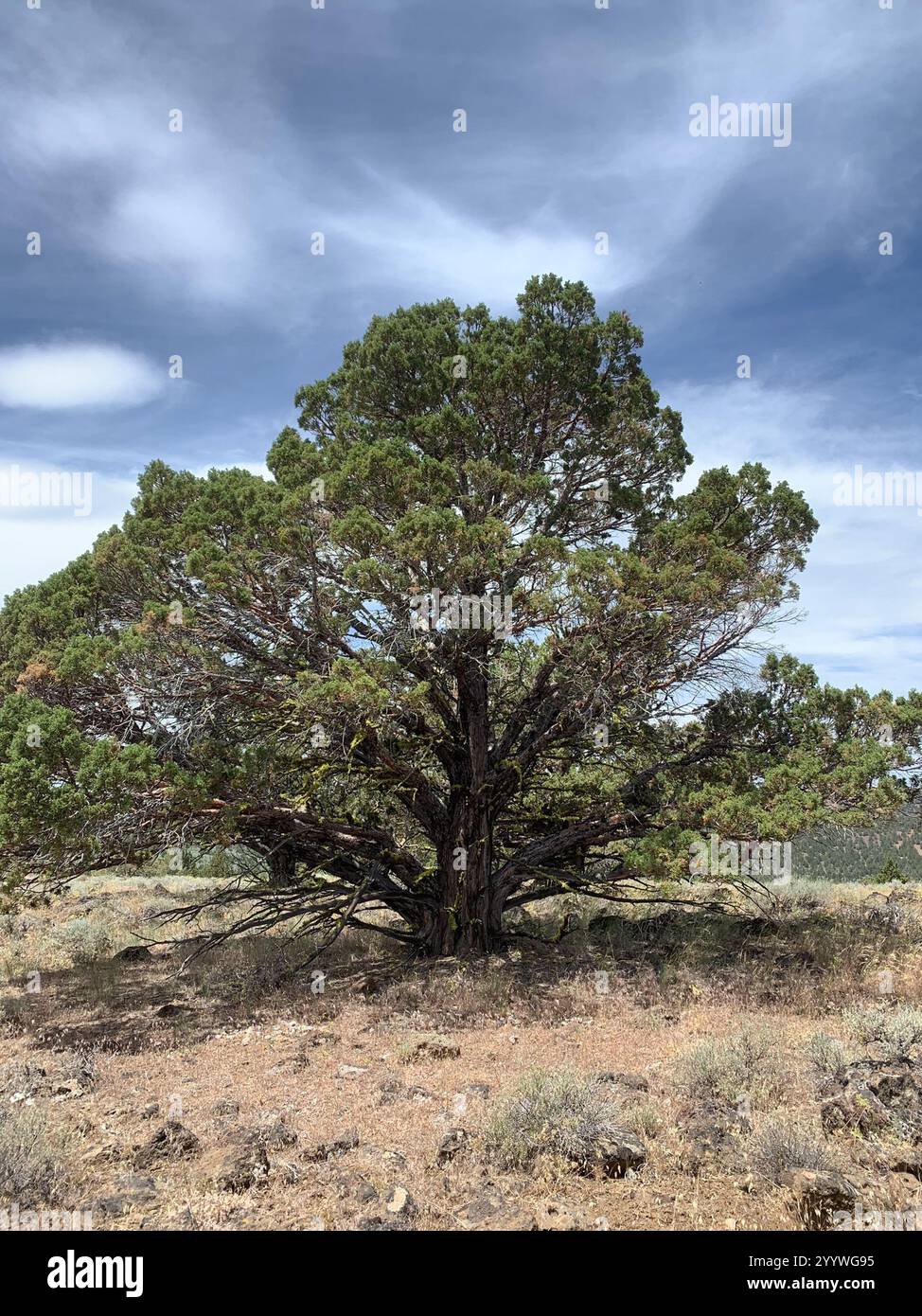 western juniper (Juniperus occidentalis Stock Photo - Alamy