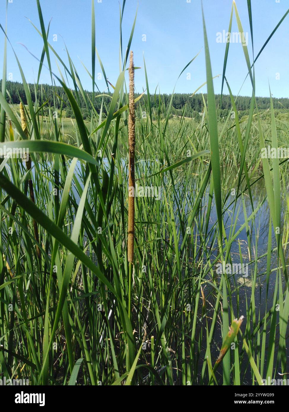 narrow-leaved cattail (Typha angustifolia Stock Photo - Alamy