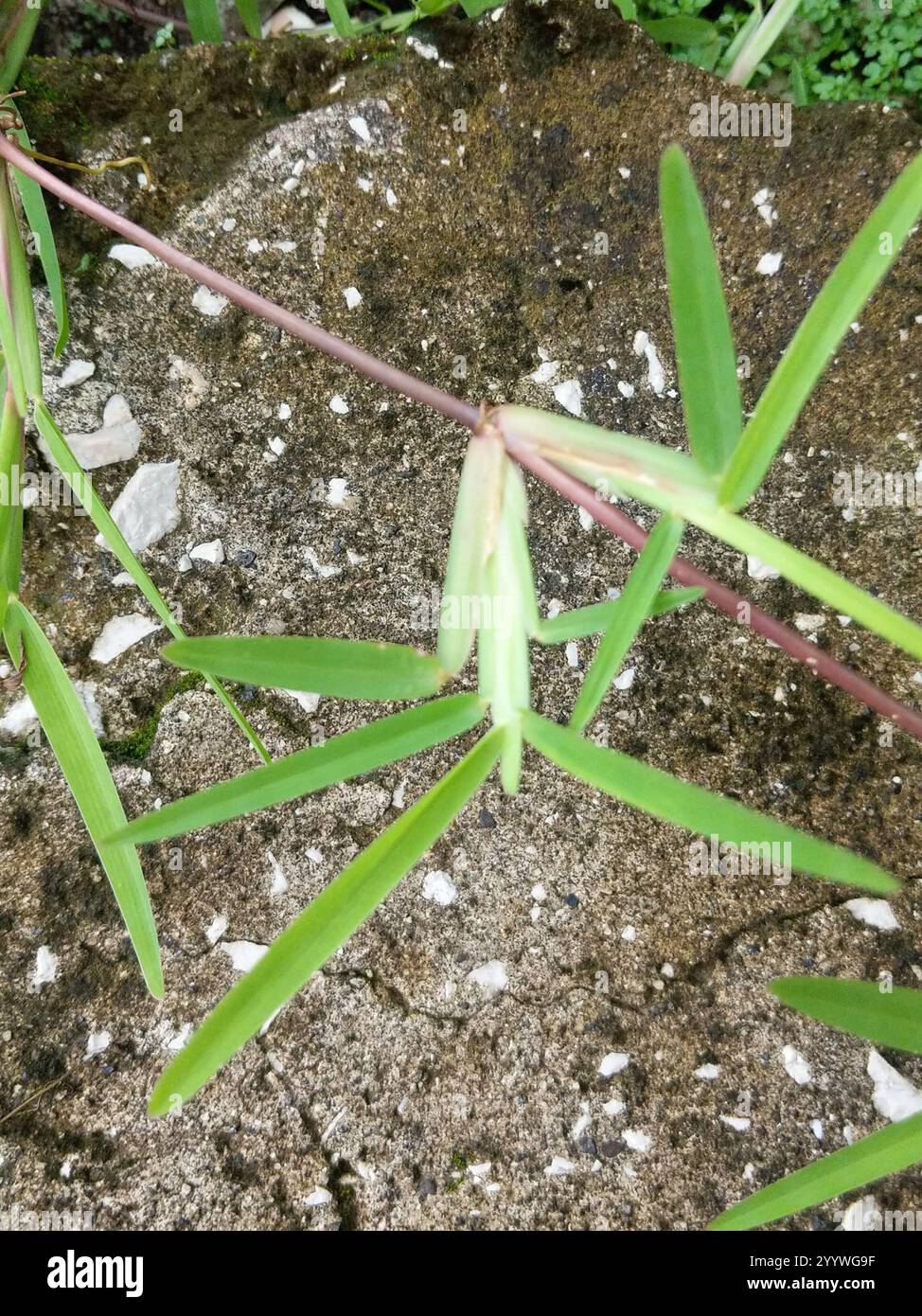 Saint Augustine grass (Stenotaphrum secundatum Stock Photo - Alamy