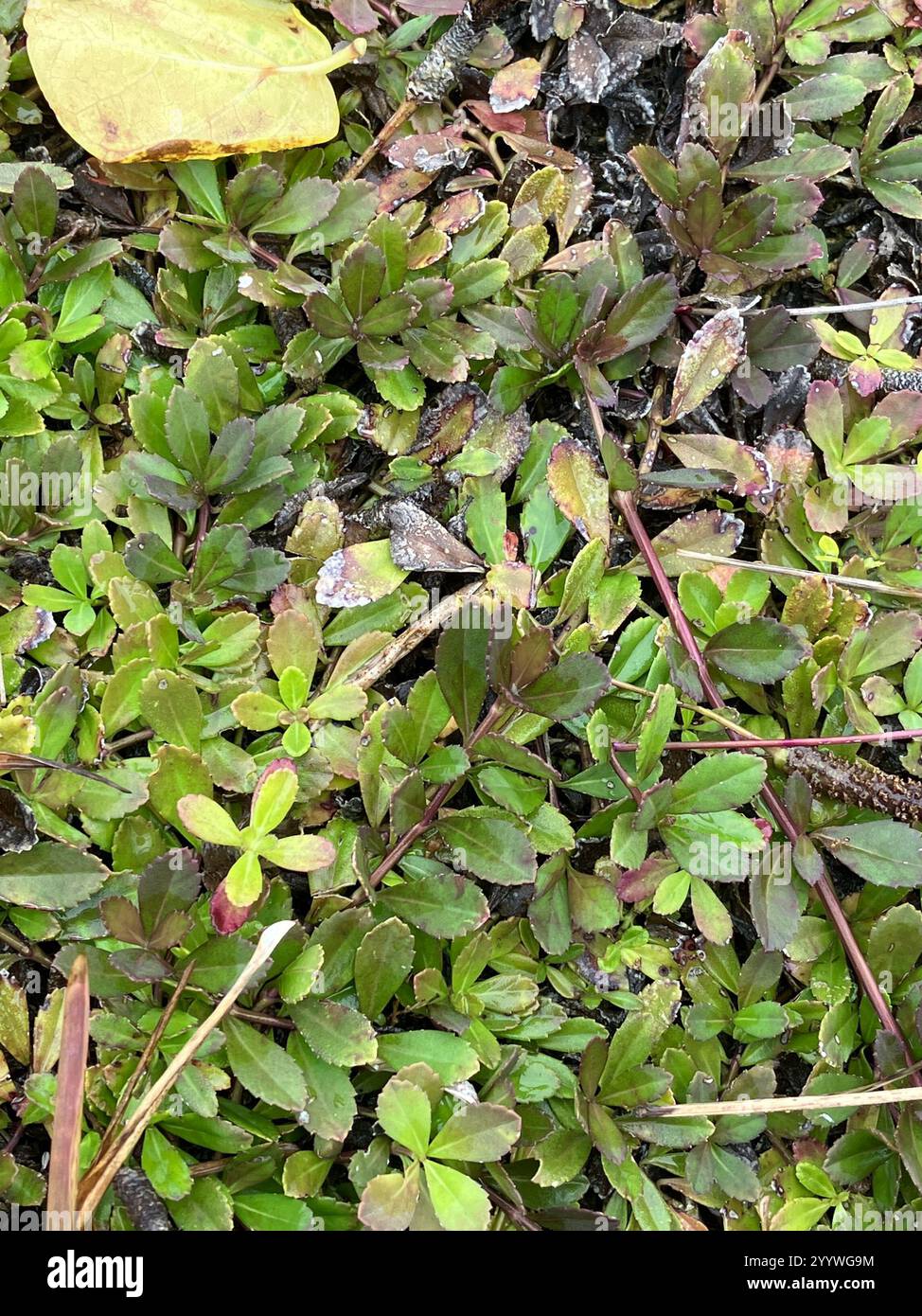 turkey tangle frogfruit (Phyla nodiflora Stock Photo - Alamy