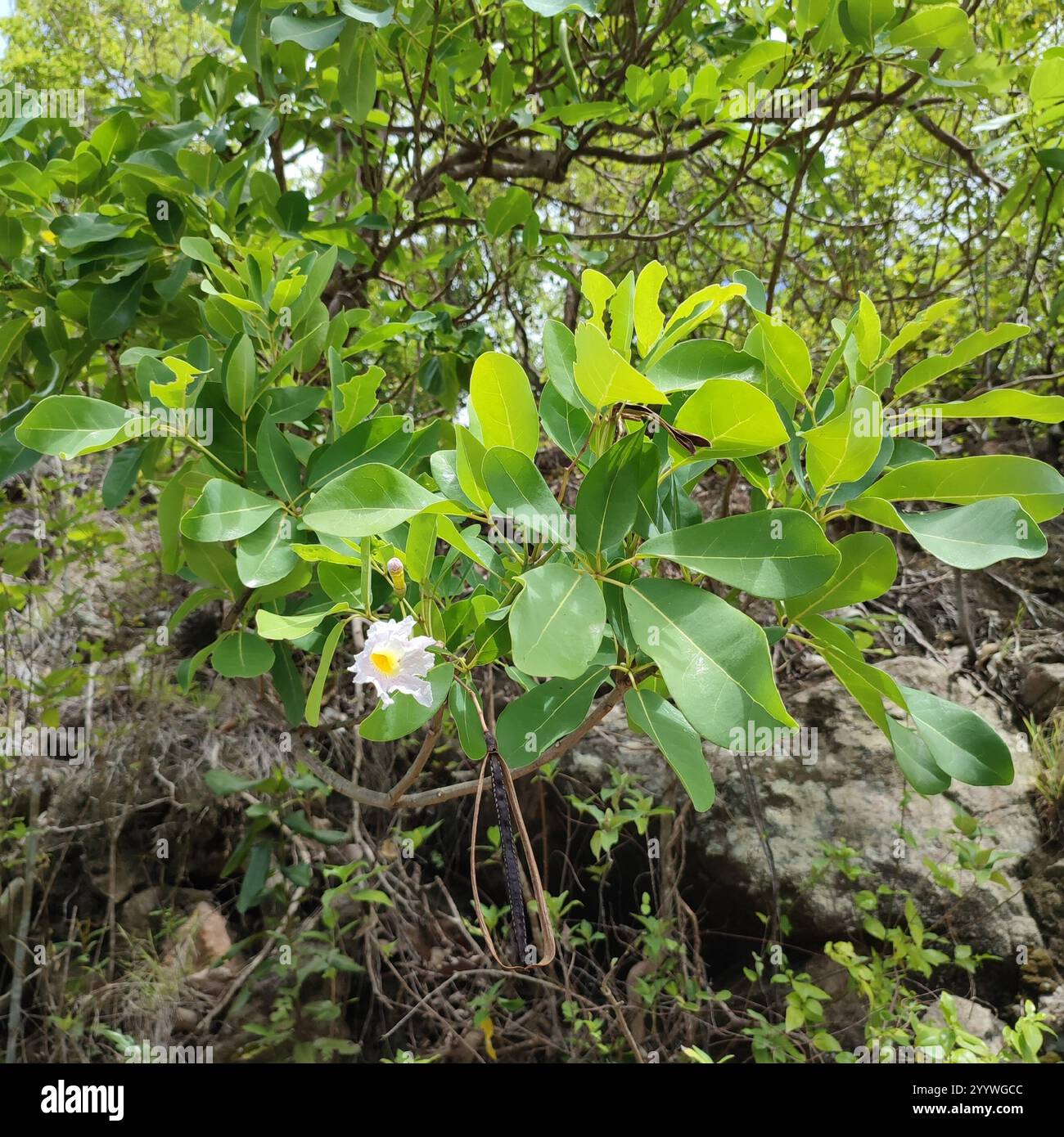 Pink Trumpet-tree (Tabebuia heterophylla Stock Photo - Alamy