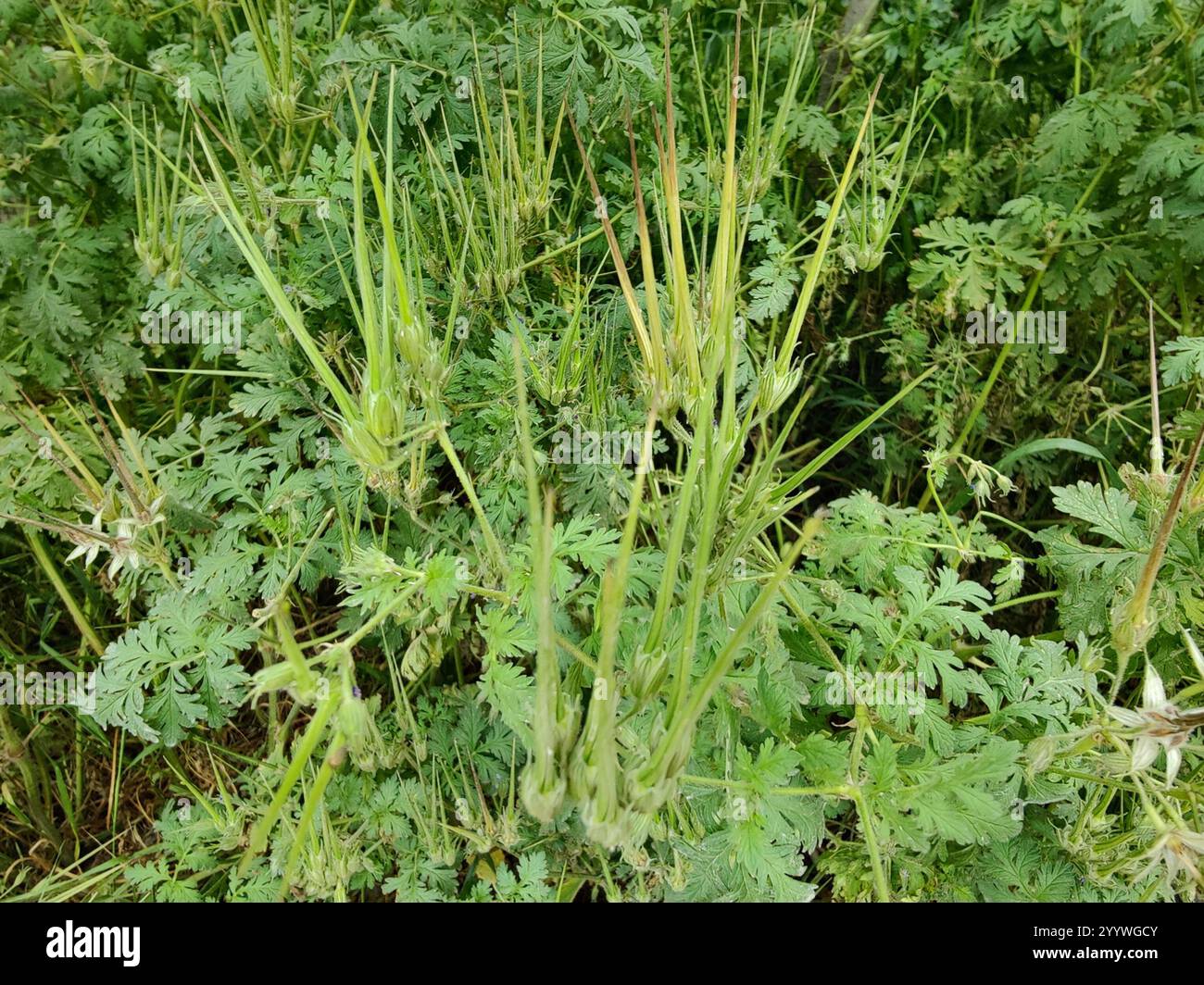 Storks bill erodium ciconium hi-res stock photography and images - Alamy