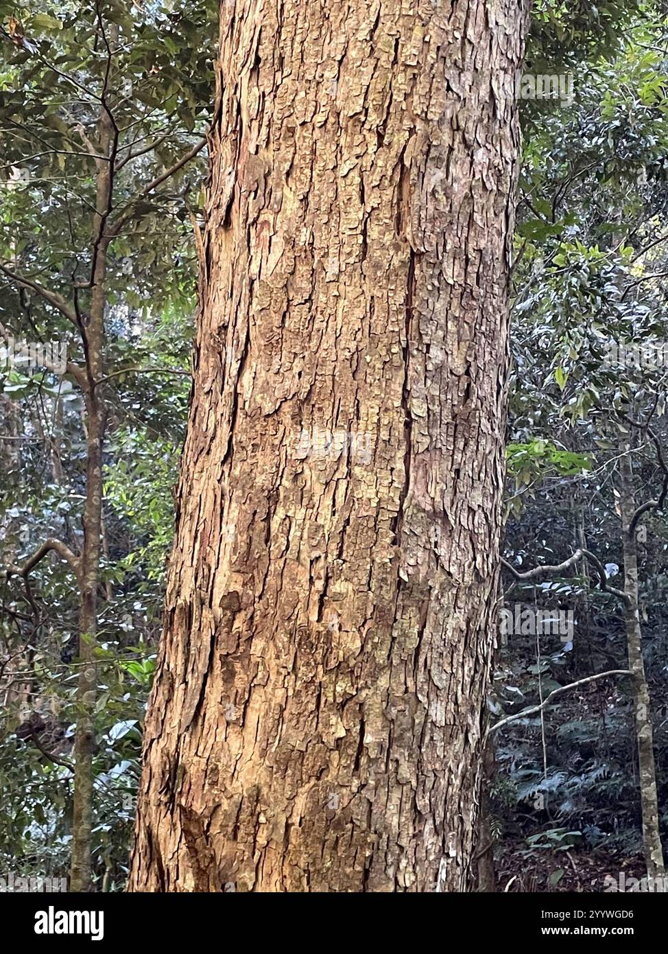 Australian Red Cedar (Toona ciliata Stock Photo - Alamy