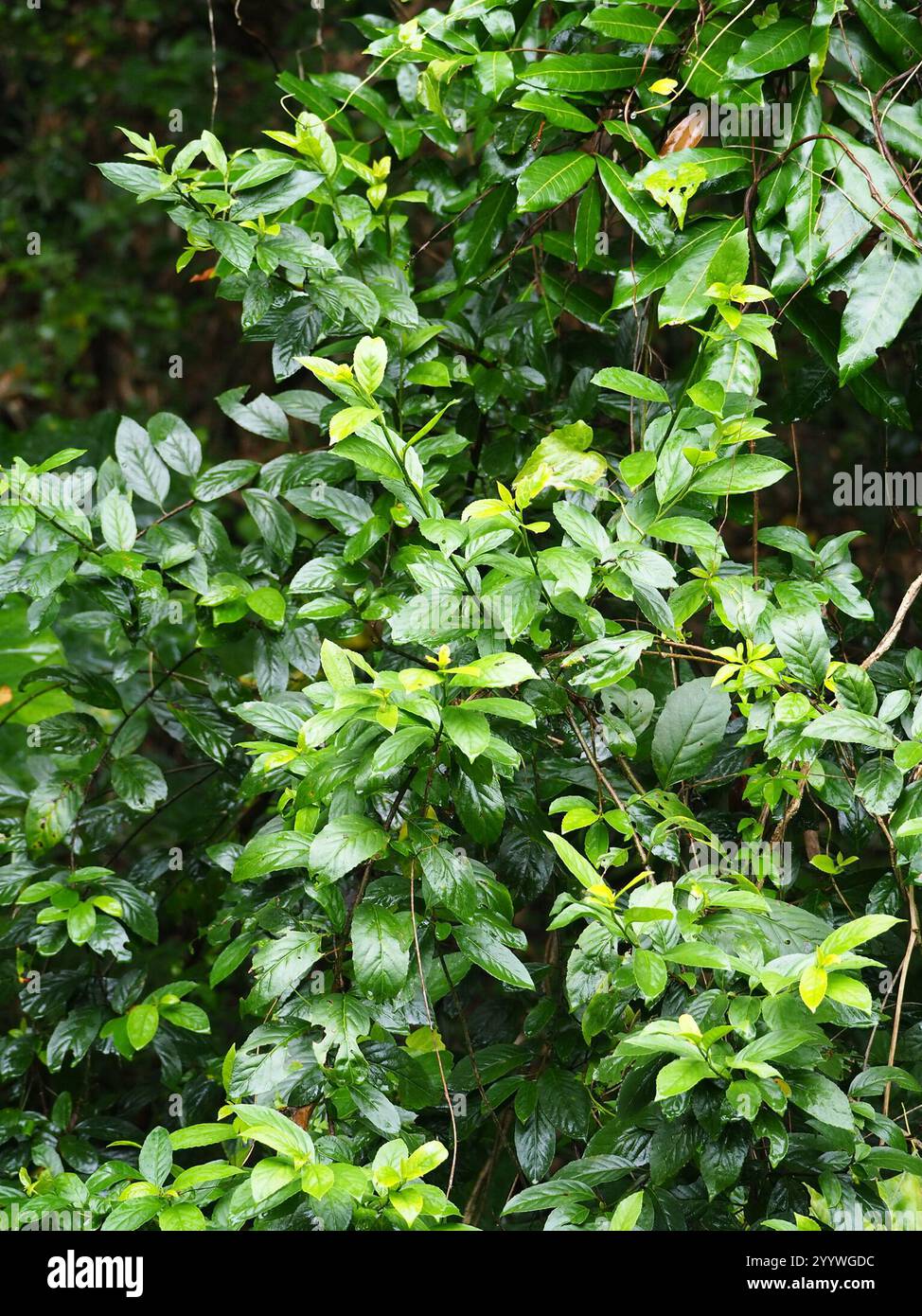 (Maesa perlaria formosana Stock Photo - Alamy