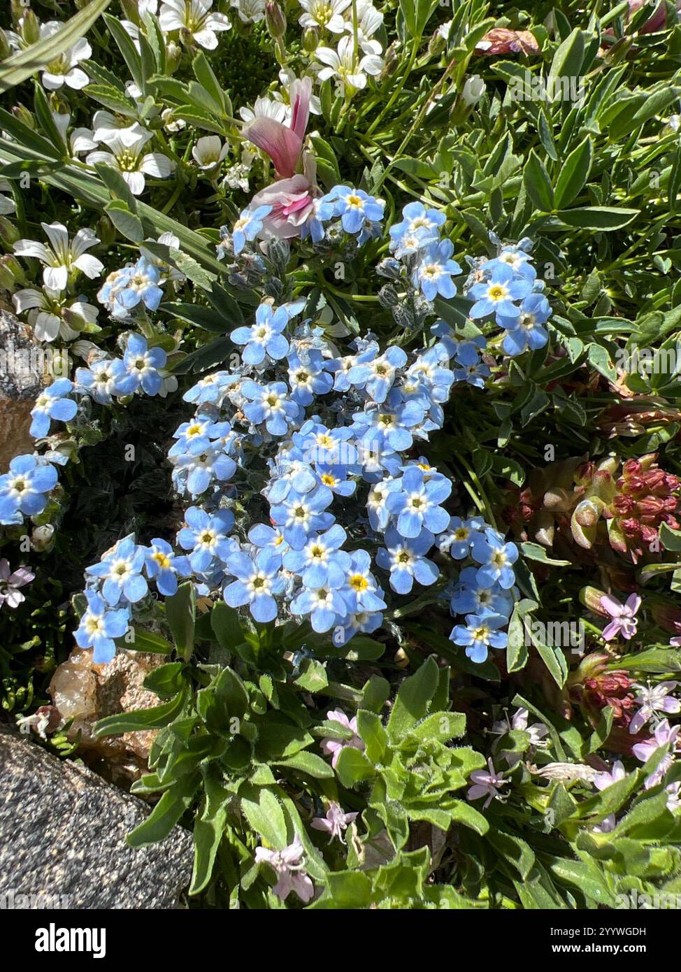 pale alpine forget-me-not (Eritrichium argenteum Stock Photo - Alamy