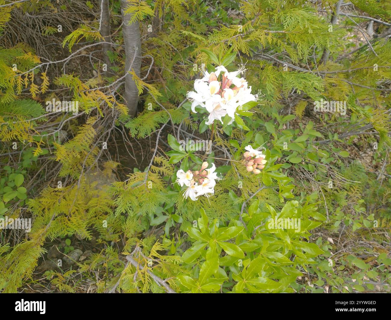 western azalea (Rhododendron occidentale Stock Photo - Alamy