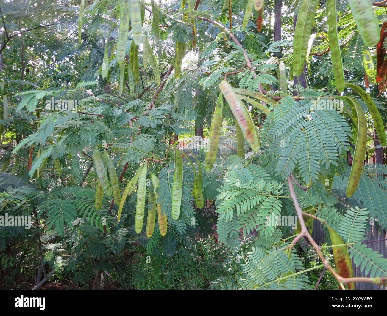 Leadtrees hi-res stock photography and images - Alamy