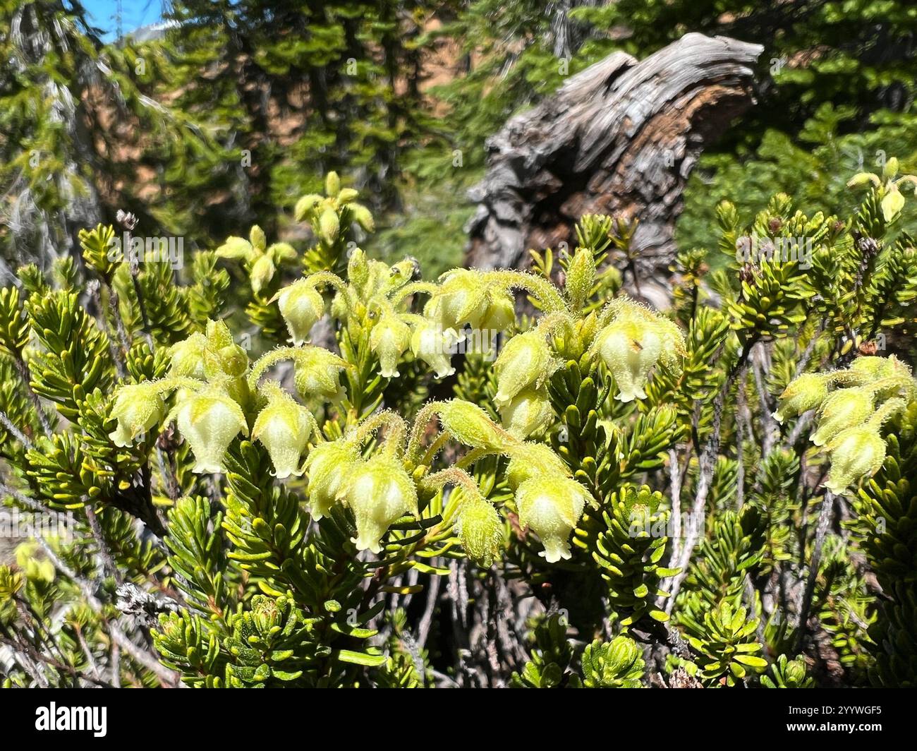 Yellow Mountain-heath (Phyllodoce glanduliflora Stock Photo - Alamy