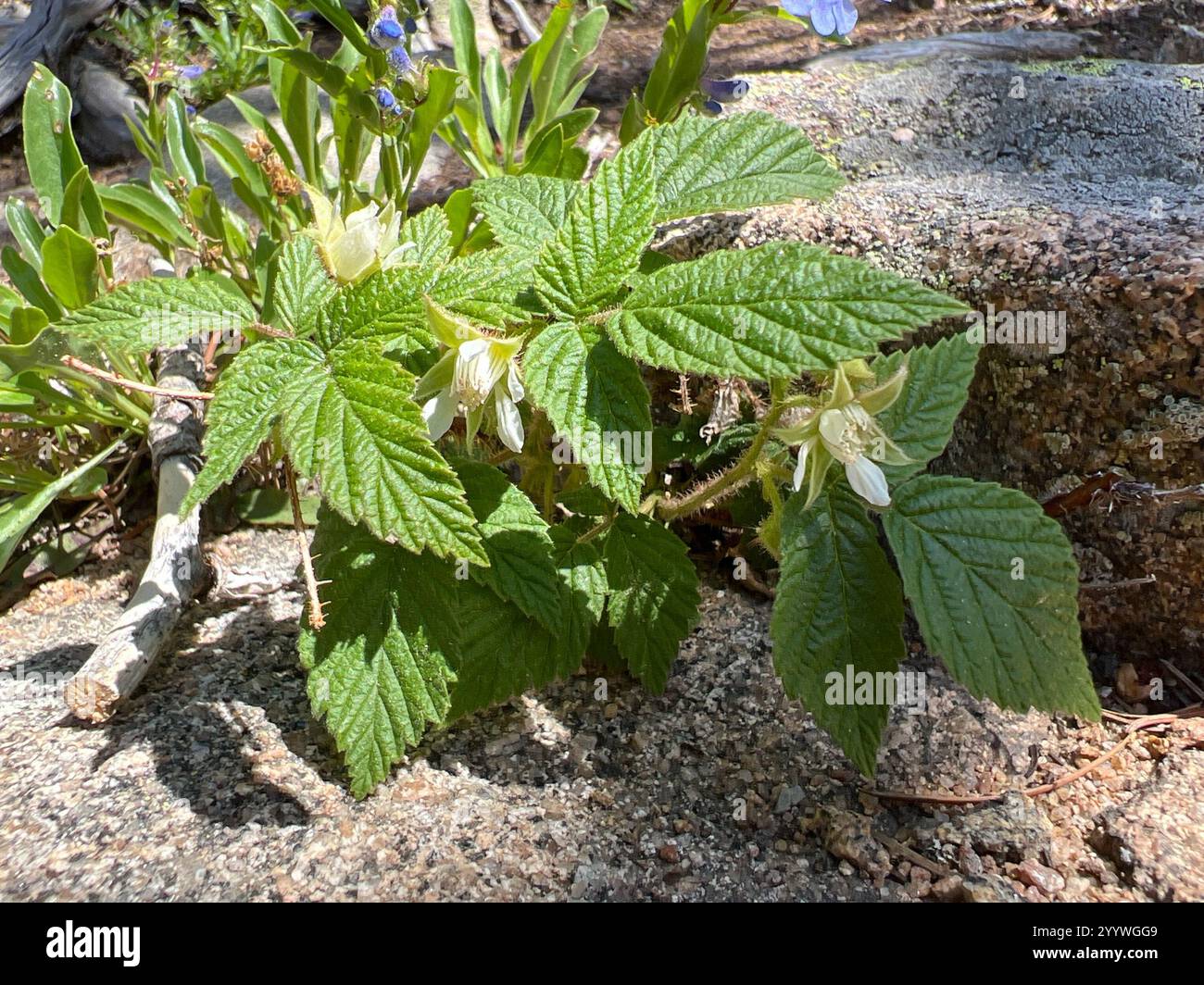 red raspberry (Rubus idaeus Stock Photo - Alamy