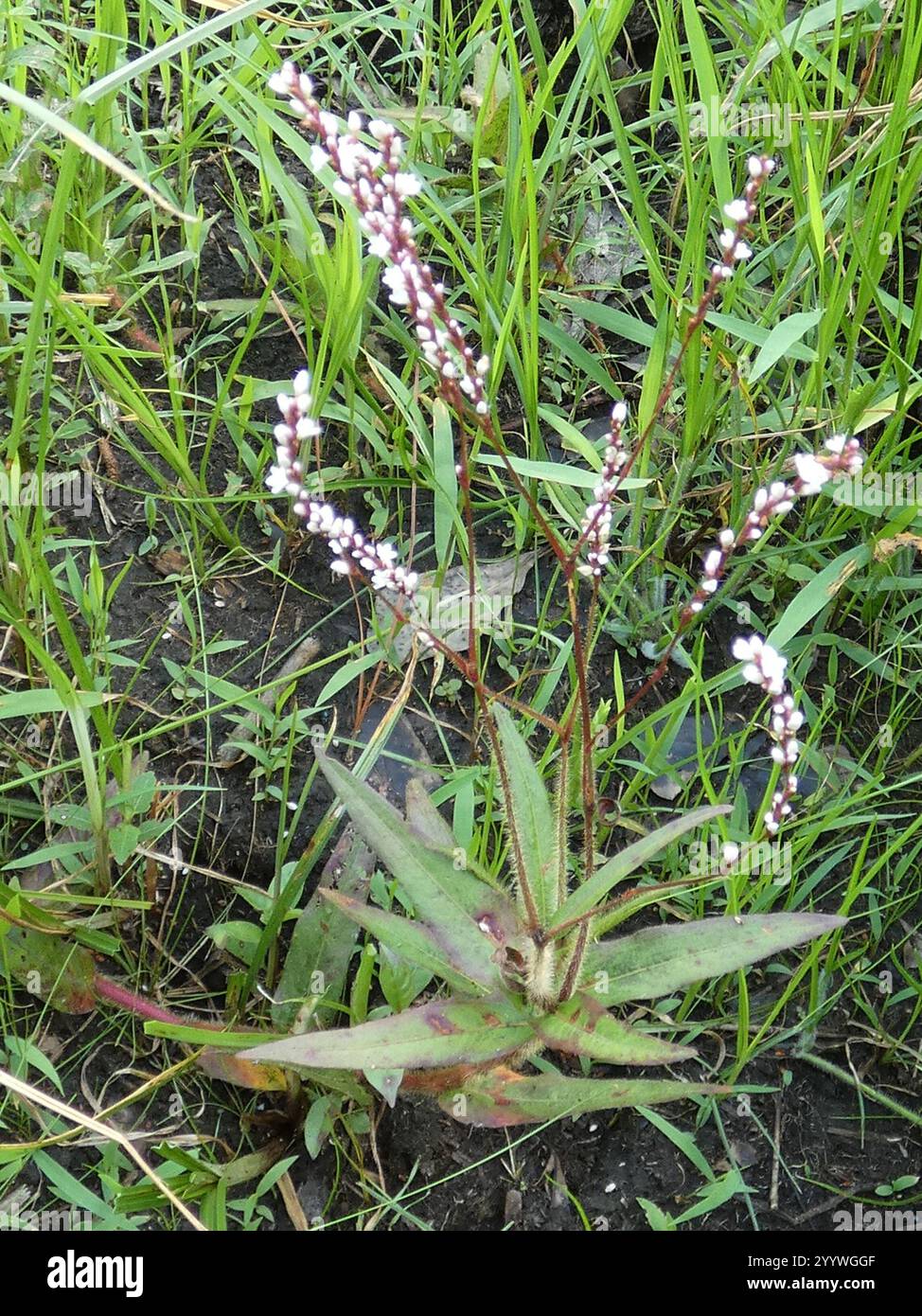 swamp smartweed (Persicaria hydropiperoides Stock Photo - Alamy
