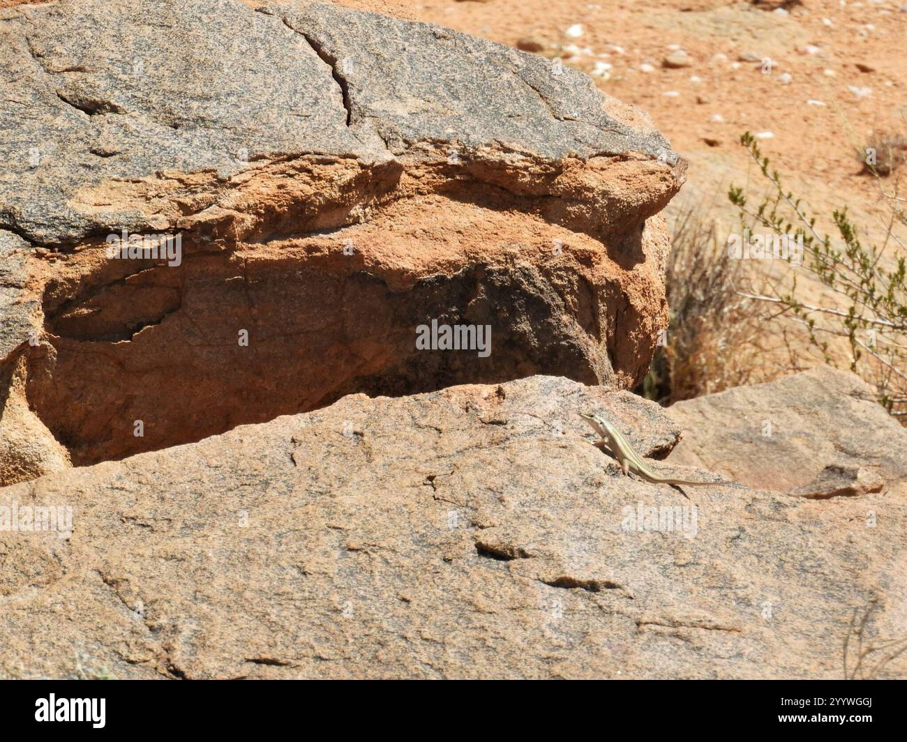 Western Rock Skink (Trachylepis sulcata Stock Photo - Alamy