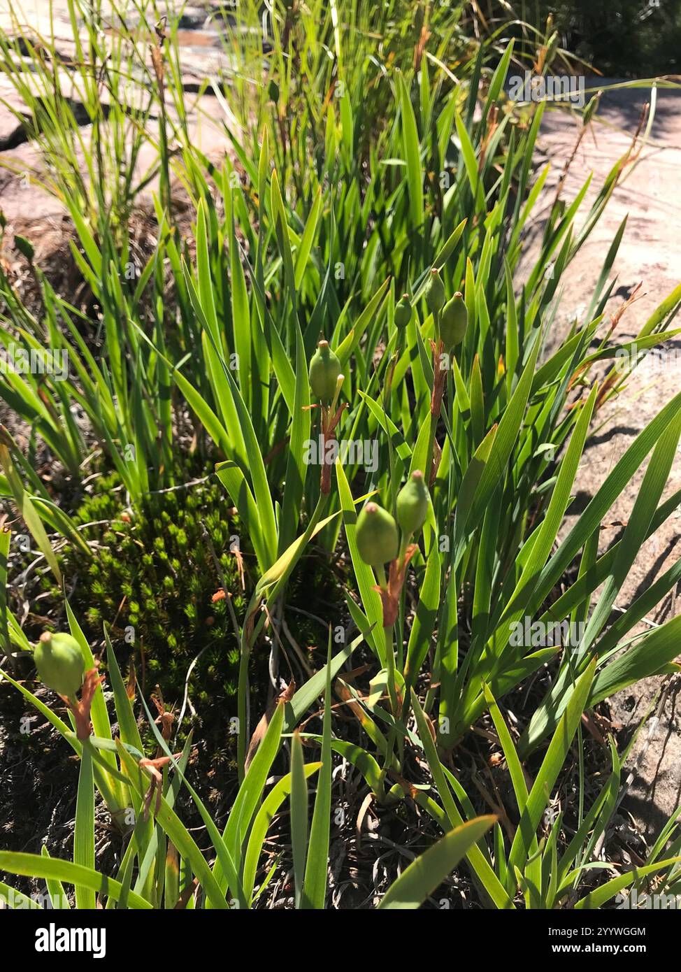 Common Beardless Irises (Limniris Stock Photo - Alamy