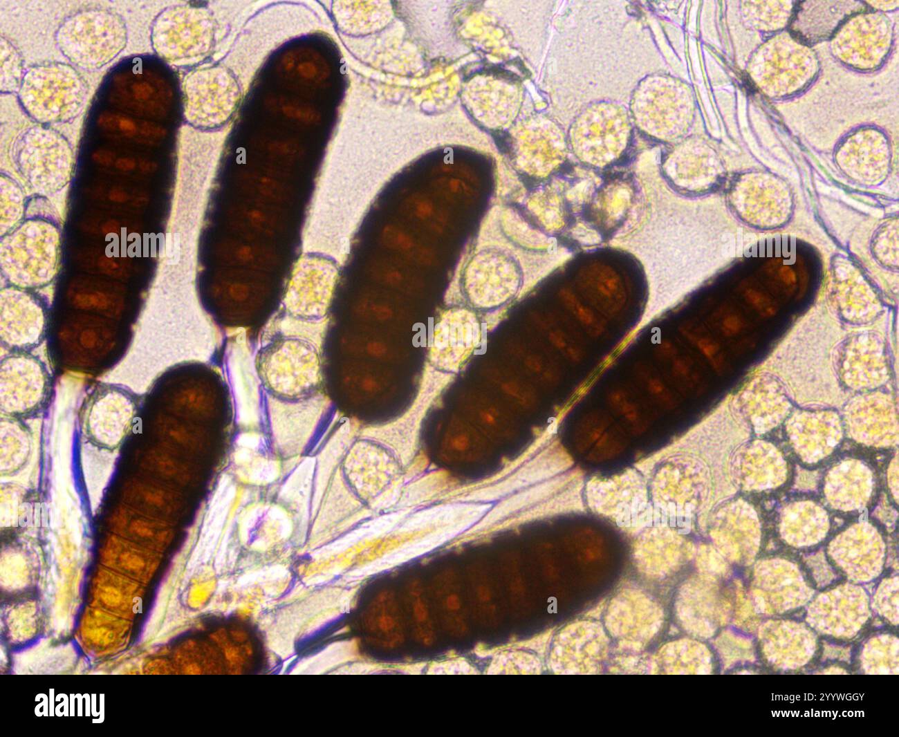 Red Raspberry Yellow Rust (Phragmidium rubi-idaei Stock Photo - Alamy