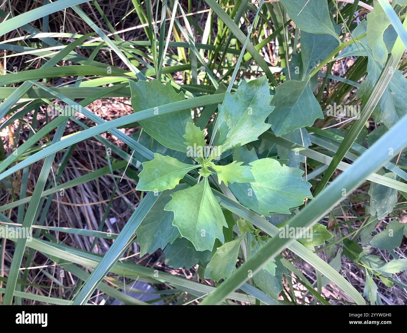 groundsel tree (Baccharis halimifolia Stock Photo - Alamy