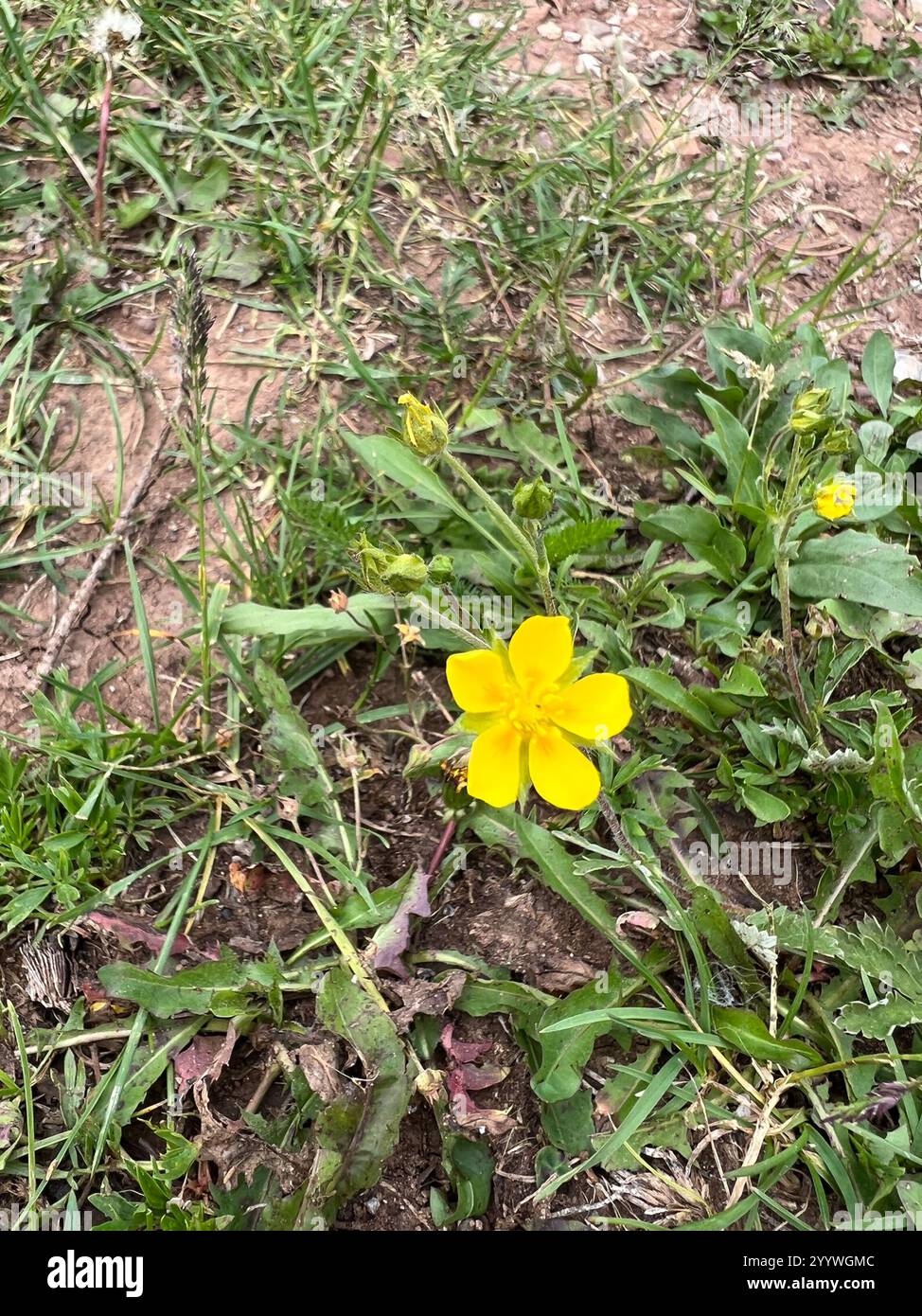 Potentilla gracilis hi-res stock photography and images - Alamy