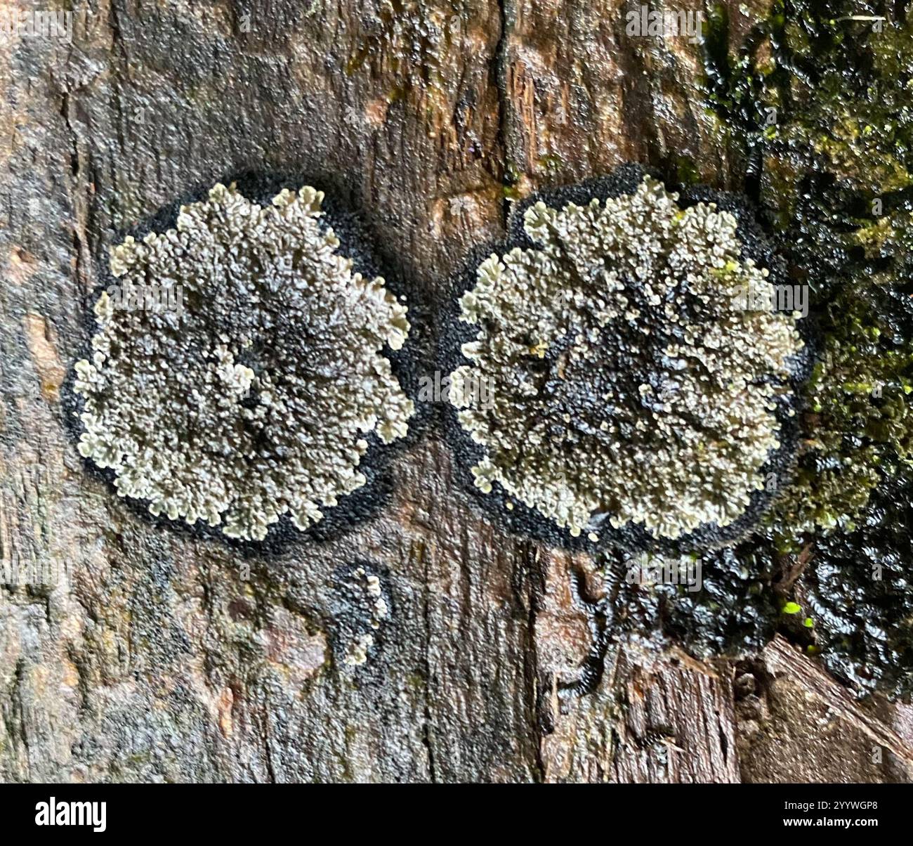 Fungi Including Lichens (Fungi Stock Photo - Alamy
