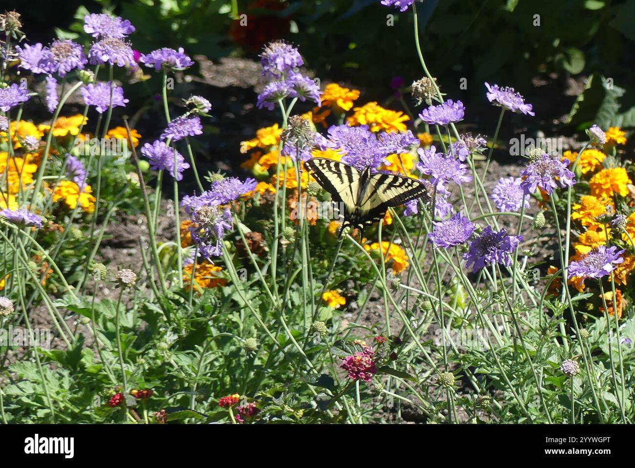 Western Tiger Swallowtail (Papilio rutulus Stock Photo - Alamy