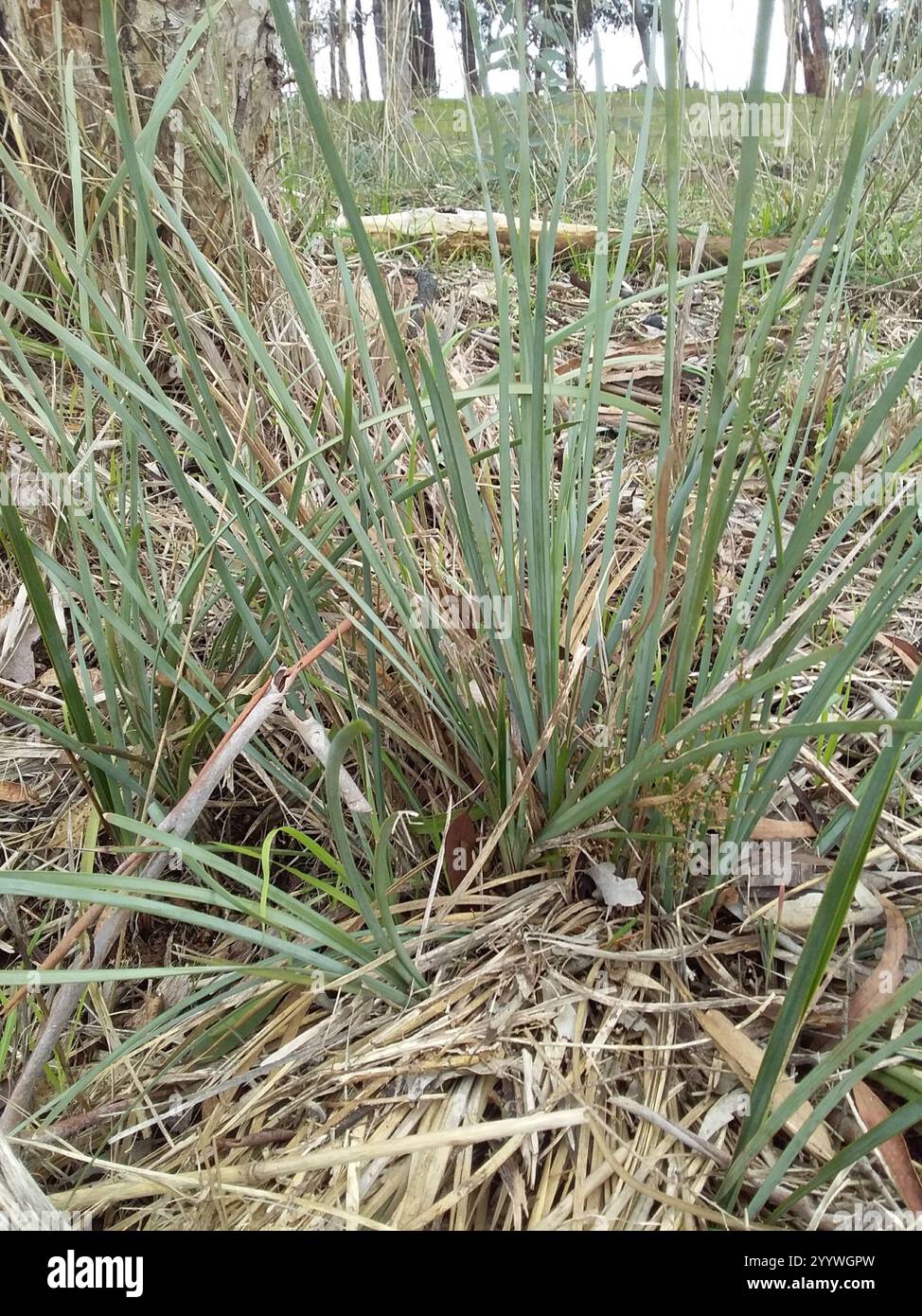 iron-grass (Lomandra multiflora dura Stock Photo - Alamy