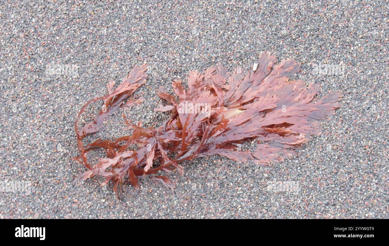 red algae (Rhodophyta Stock Photo - Alamy
