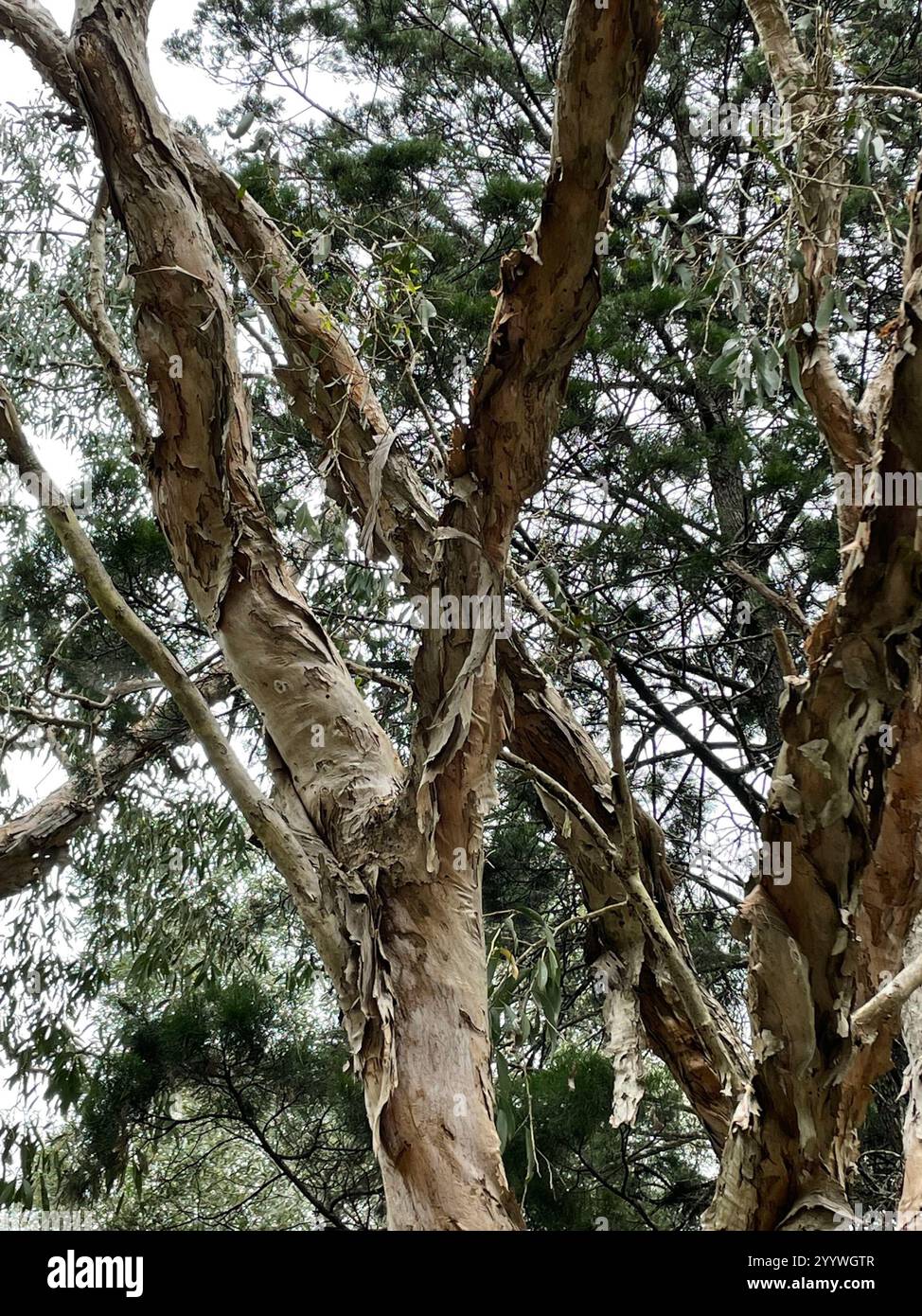 Broad-leaved paperbark (Melaleuca quinquenervia Stock Photo - Alamy