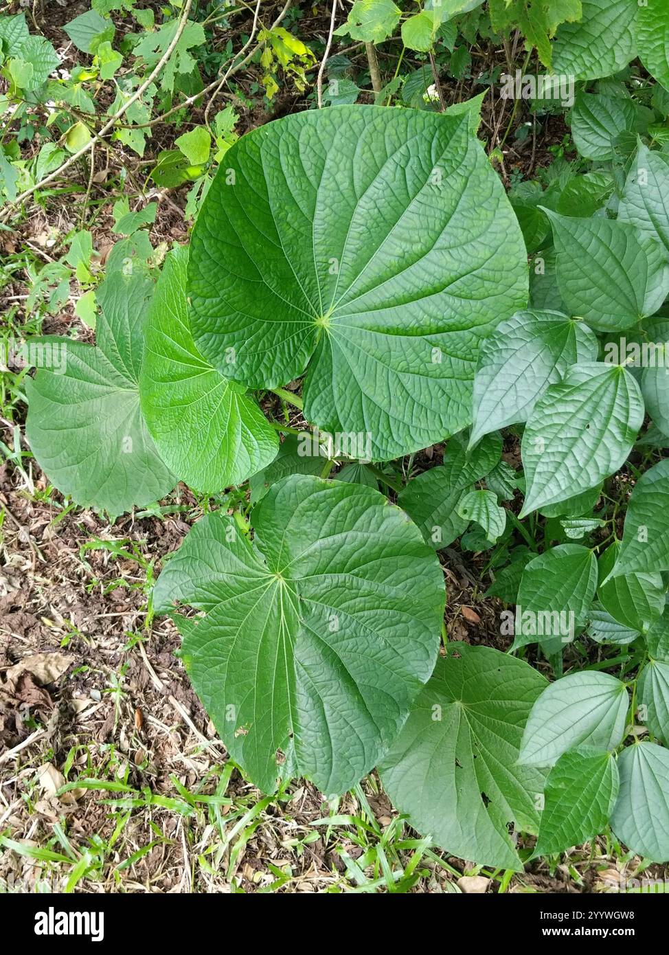 pariparoba (Piper umbellatum Stock Photo - Alamy