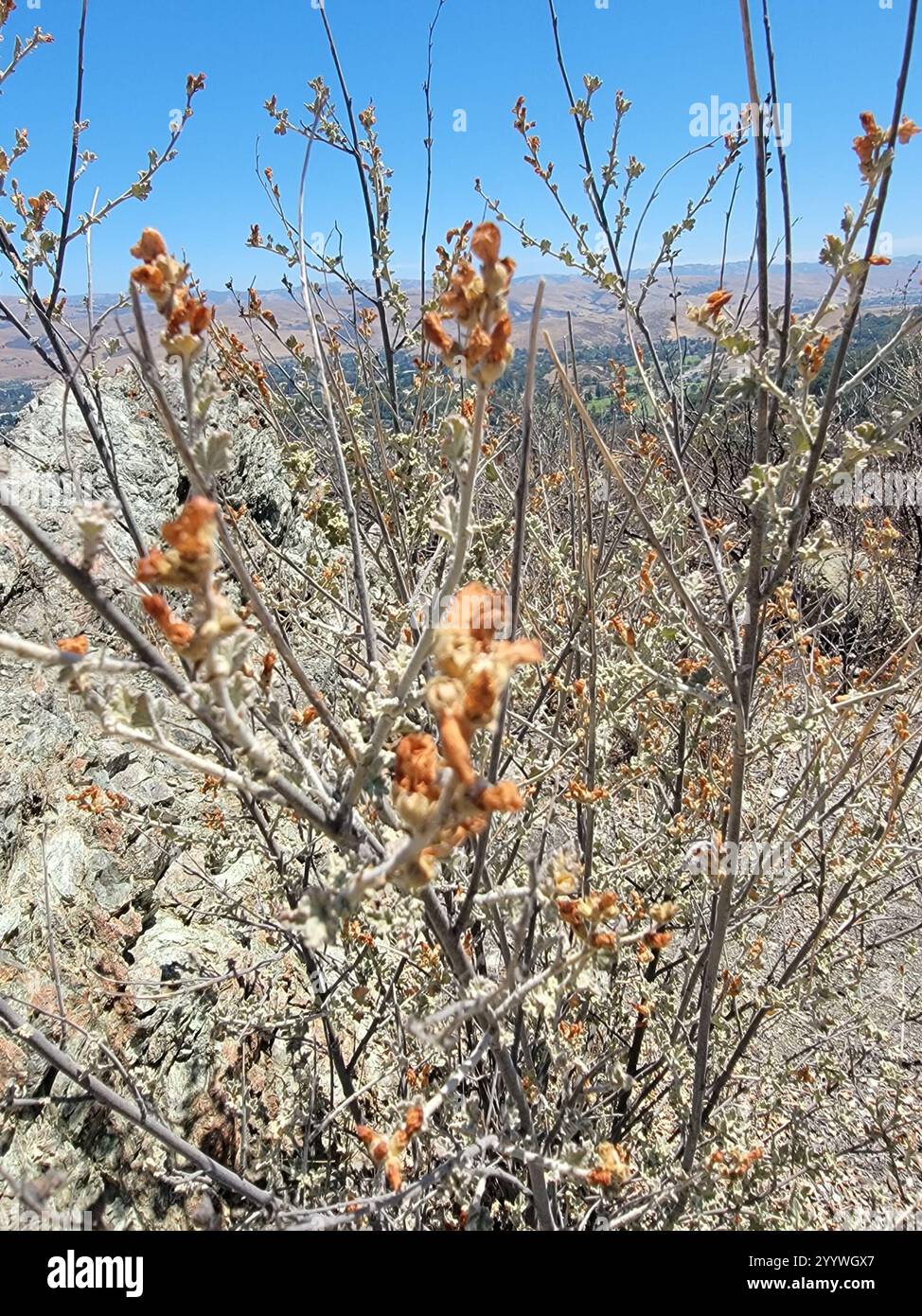 eastern bewildering bushmallow (Malacothamnus arcuatus elmeri Stock ...