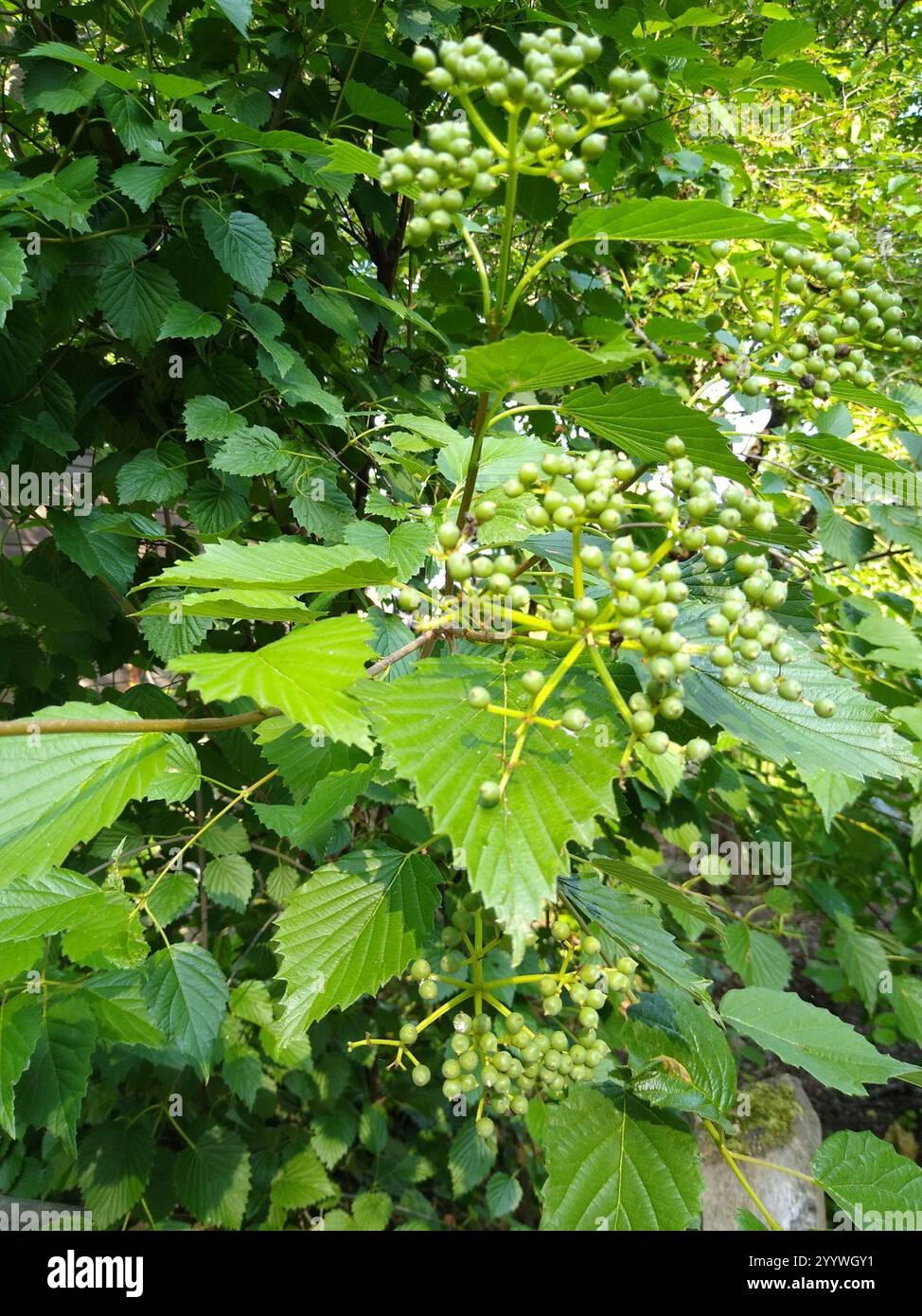 northern arrowwood (Viburnum recognitum Stock Photo - Alamy
