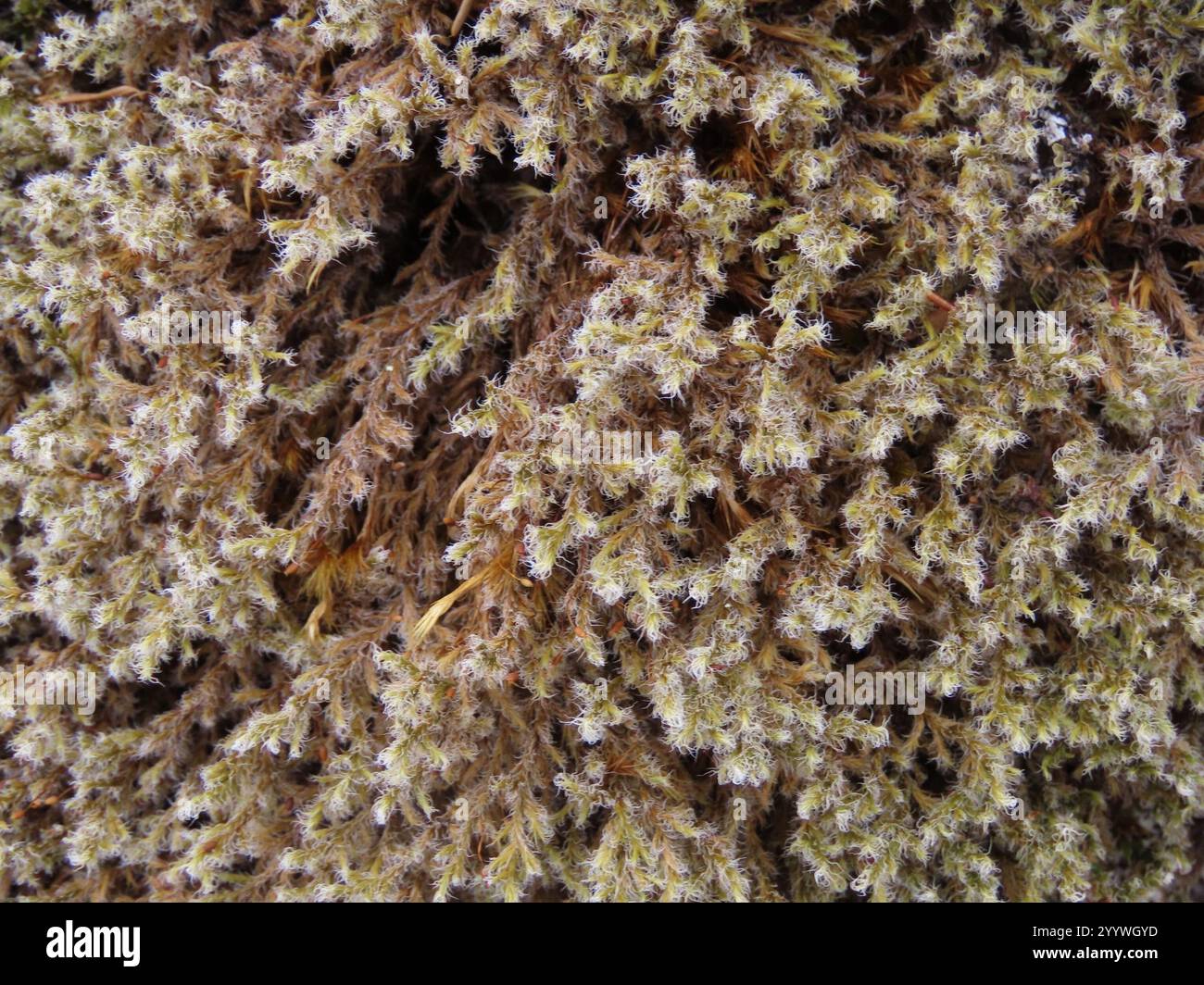Woolly Fringe-moss (Racomitrium lanuginosum Stock Photo - Alamy